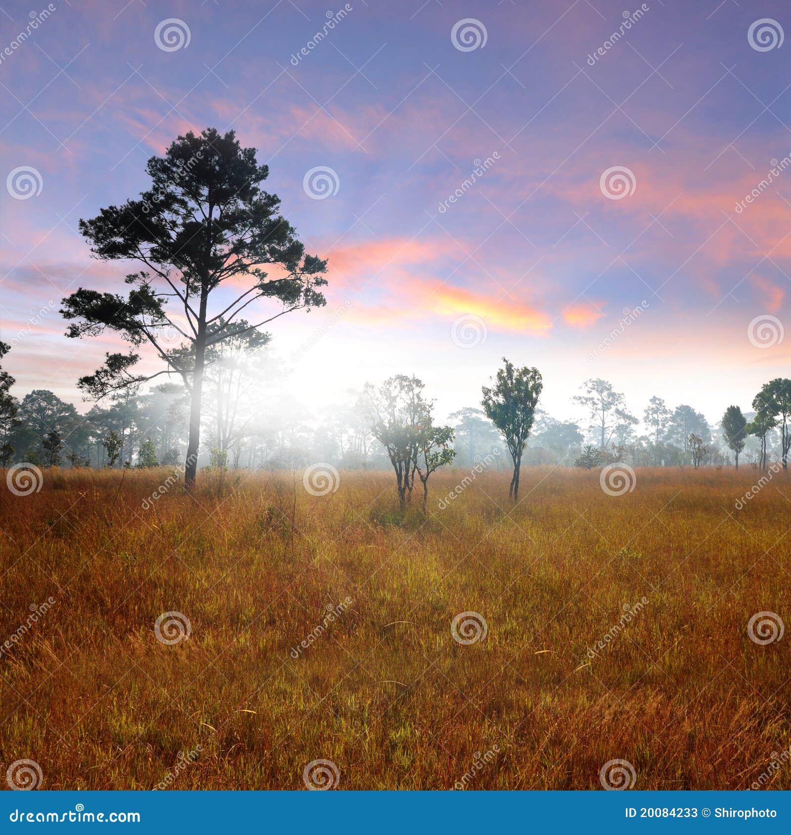 Sunset forest stock image. Image of cloudscape, season - 20084233