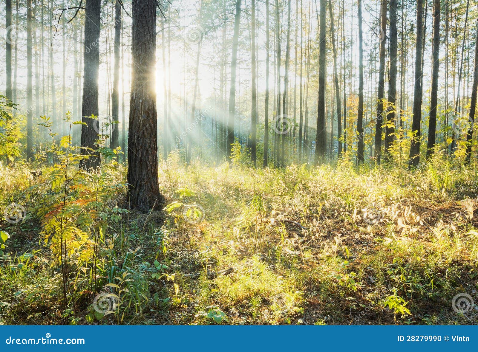 Sunset in the forest stock photo. Image of dark, majestic - 28279990