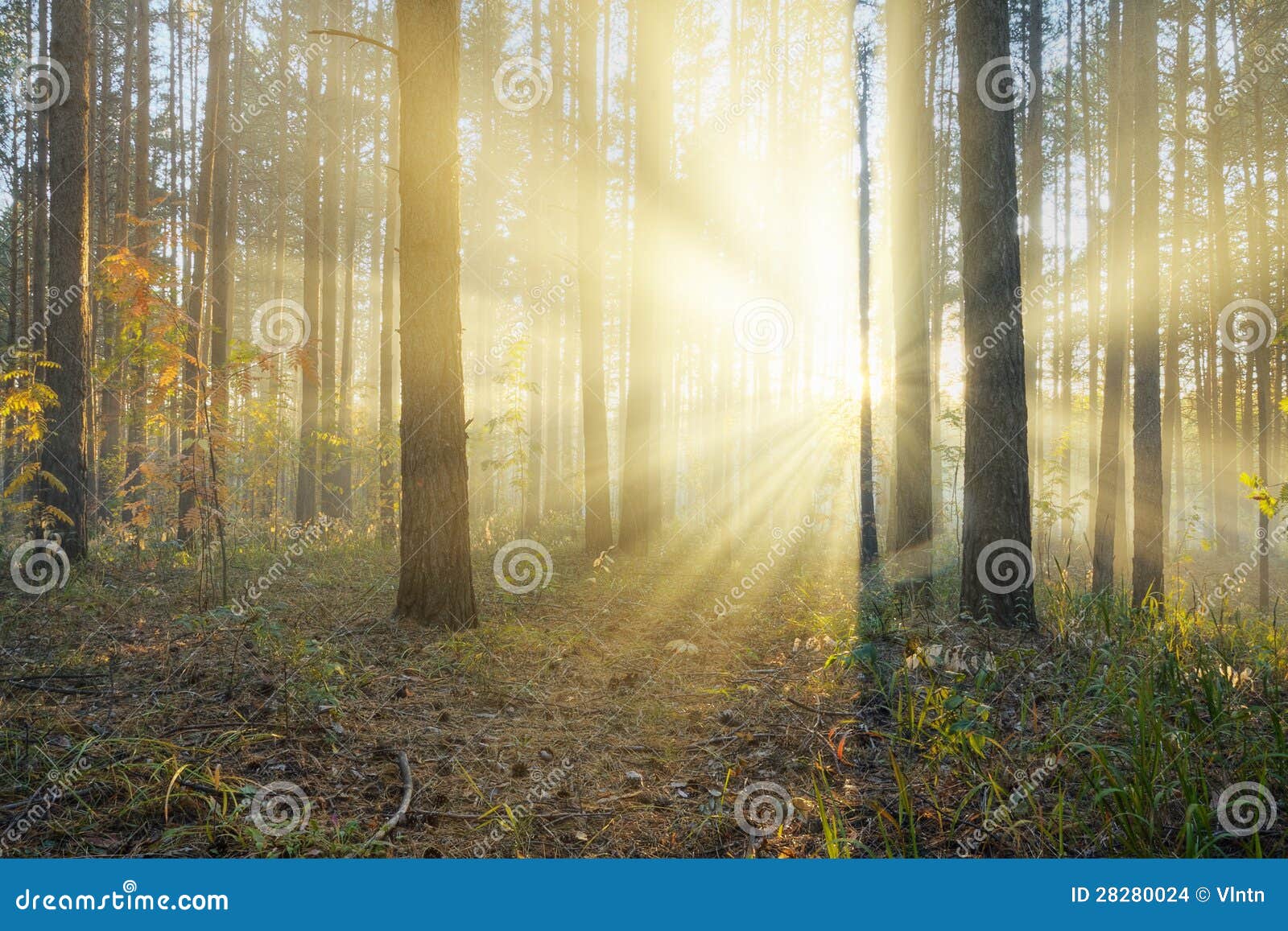 Sunset in the forest stock photo. Image of fall, ground - 28280024