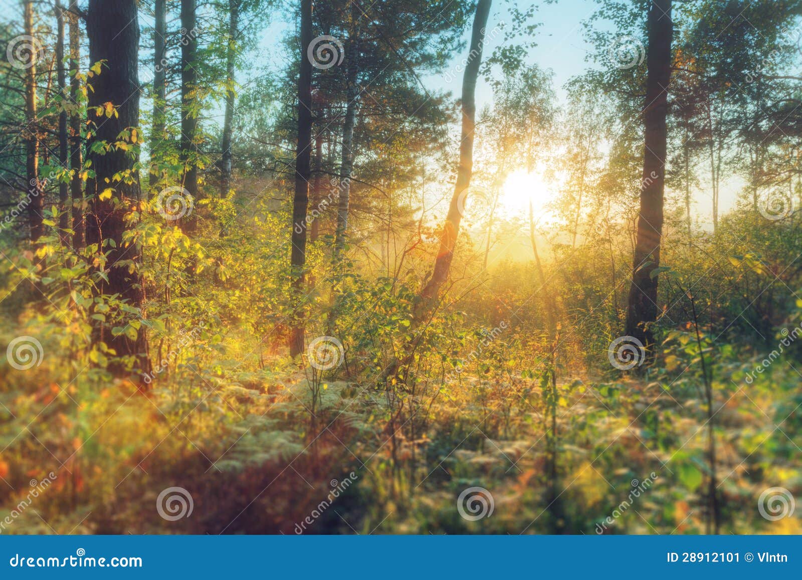 Sunset in the forest stock image. Image of beautiful - 28912101