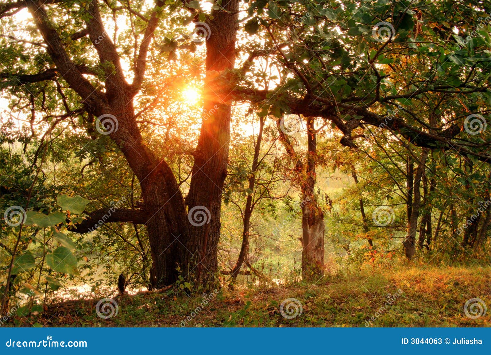 Sunset in the forest stock image. Image of trees, green - 3044063
