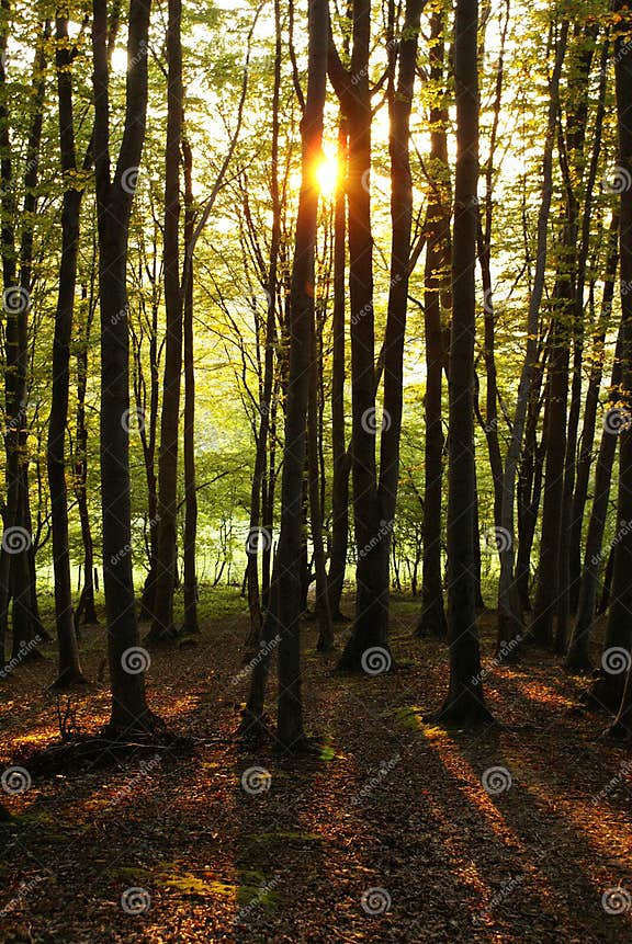 Sunset in a forest stock image. Image of environment, evening - 3249455