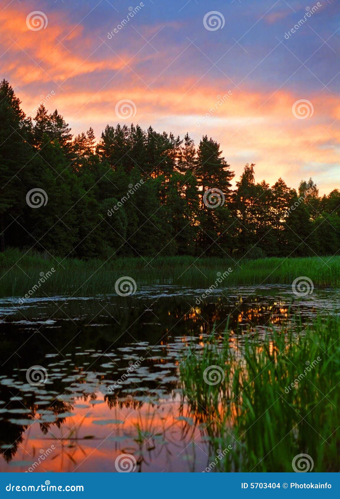 Sunset forest stock photo. Image of foliage, lilies, cloud - 5703404