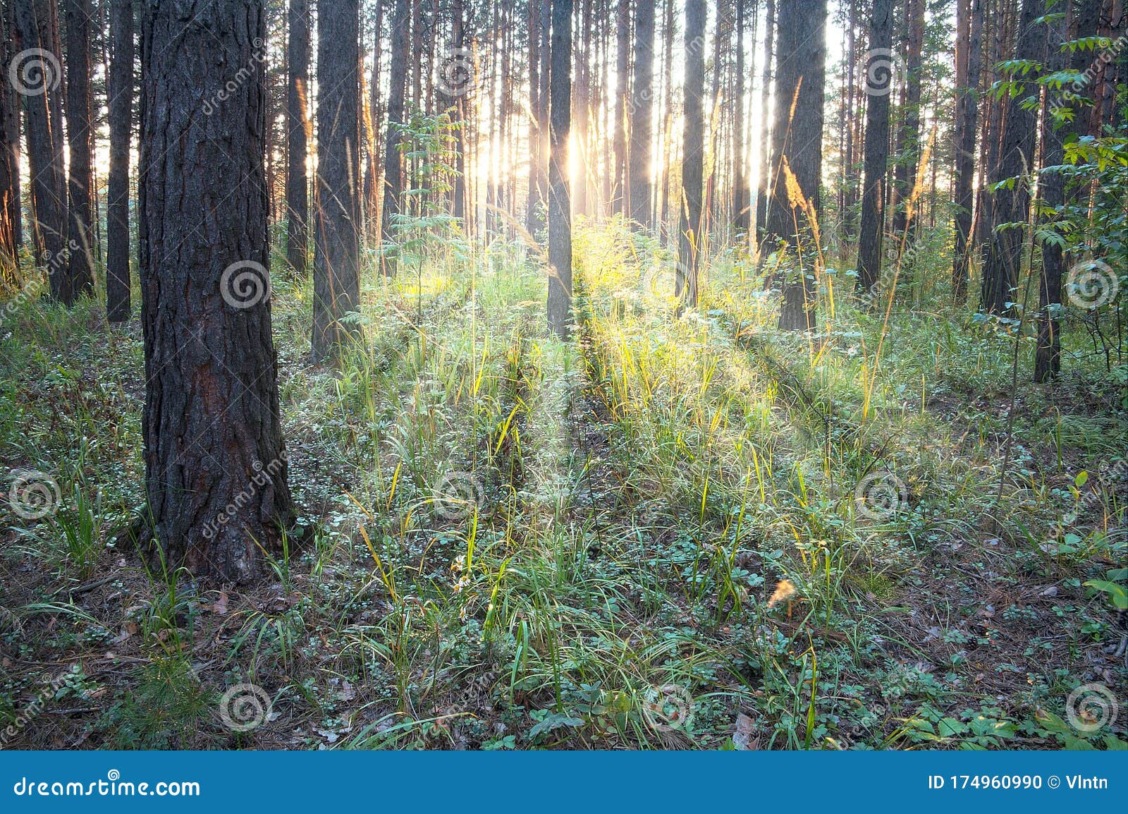 Sunset in the forest stock photo. Image of green, park - 174960990