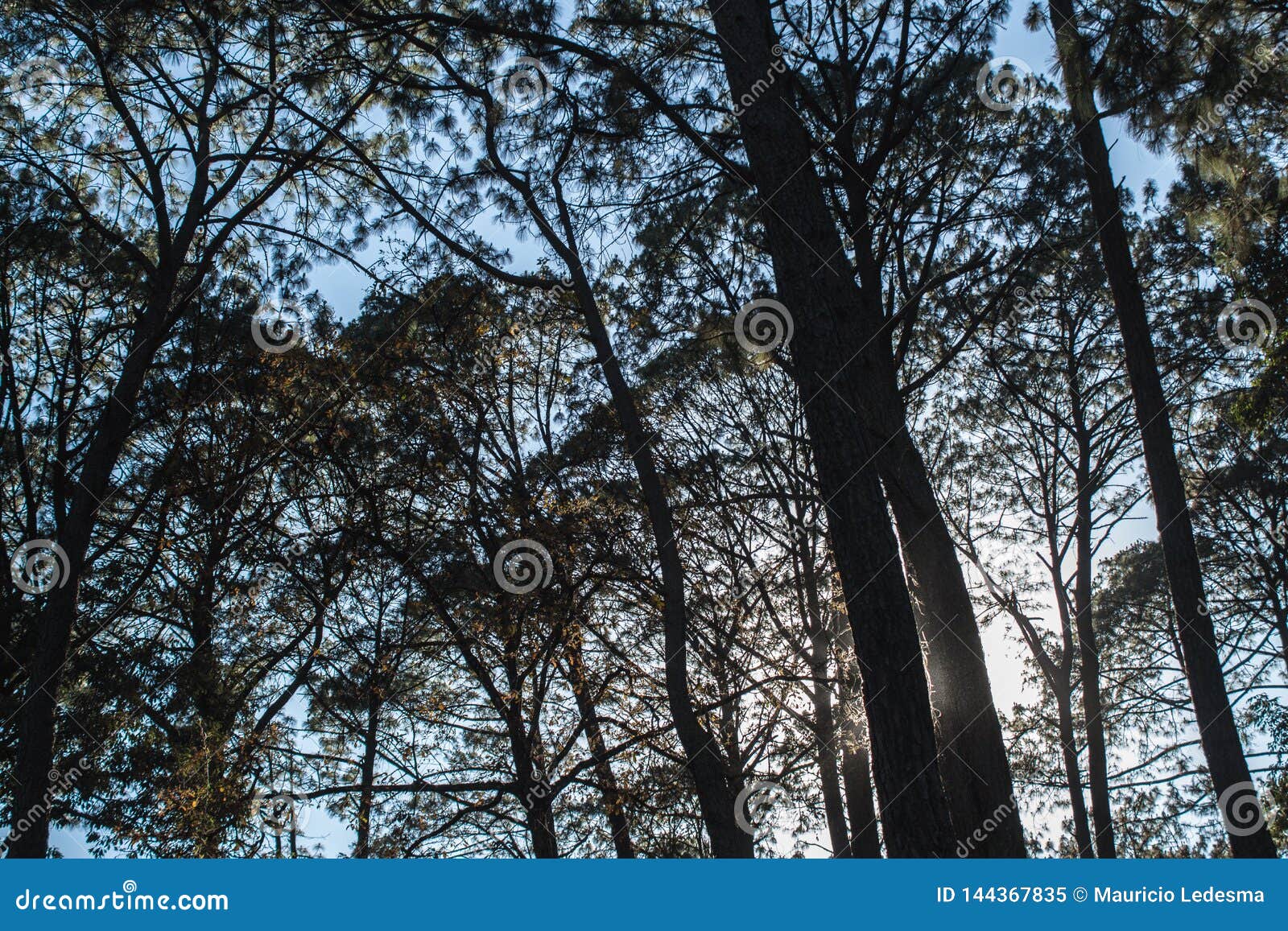 Sunset at the Forest with Blue Sky Stock Image - Image of autumn, blue ...