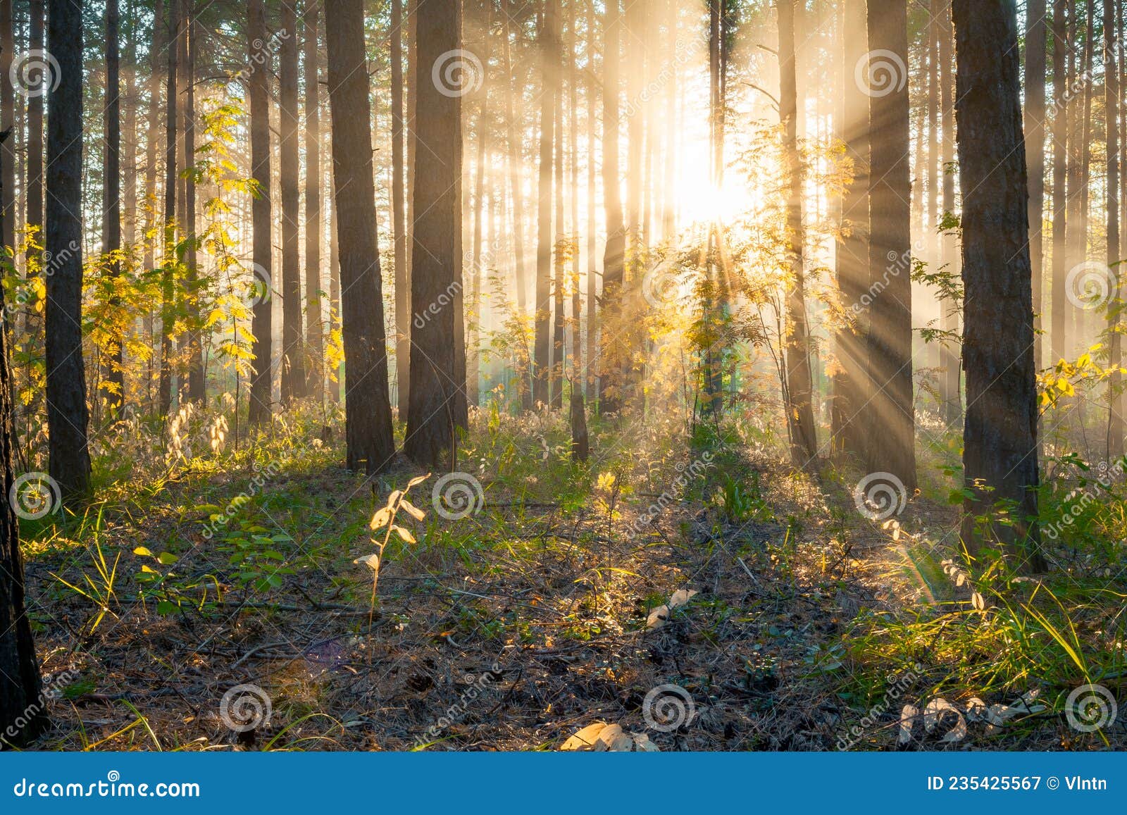 Sunset in the forest stock image. Image of dusk, morning - 235425567