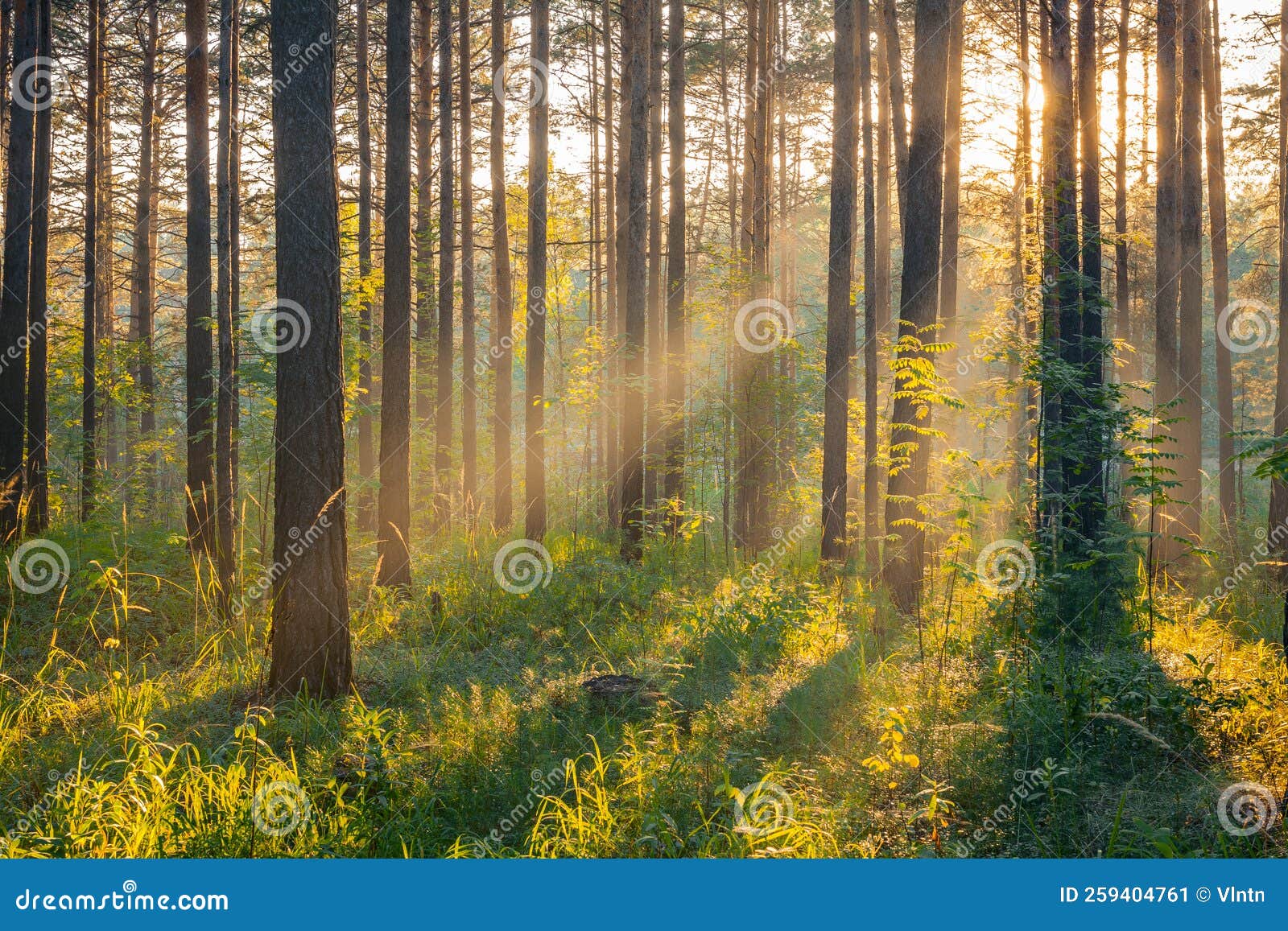 Sunset in the forest stock image. Image of summer, leafy - 259404761