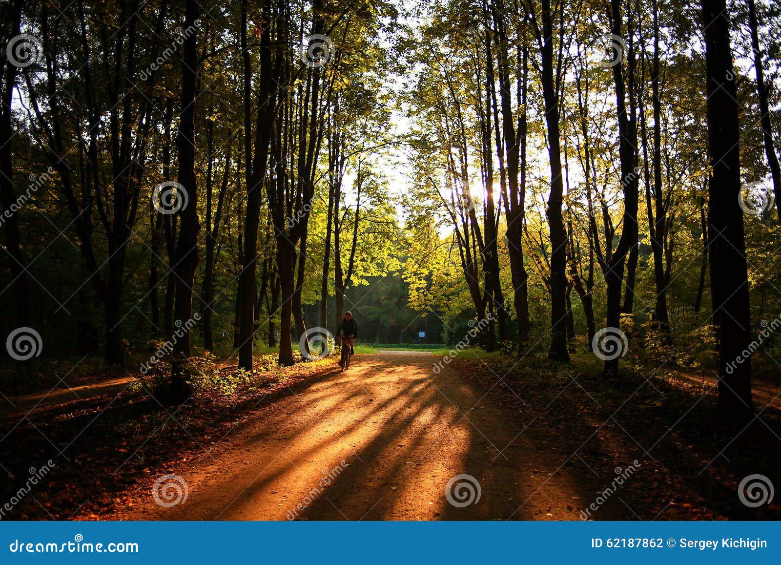 Sunset in forest stock photo. Image of italy, globe, colorful - 62187862