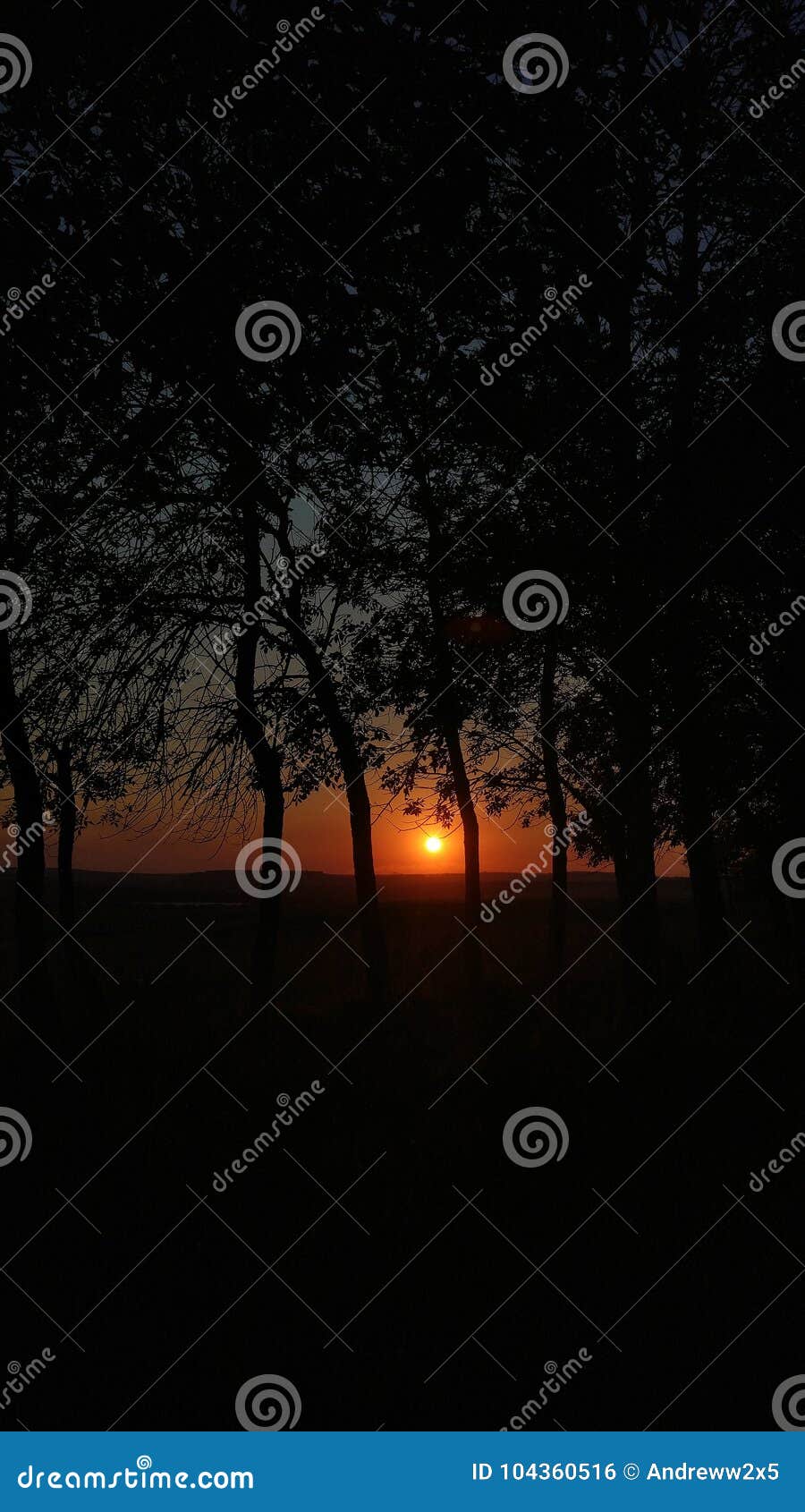 Sunset in the Forest, Forest in Evening Stock Photo - Image of journey ...