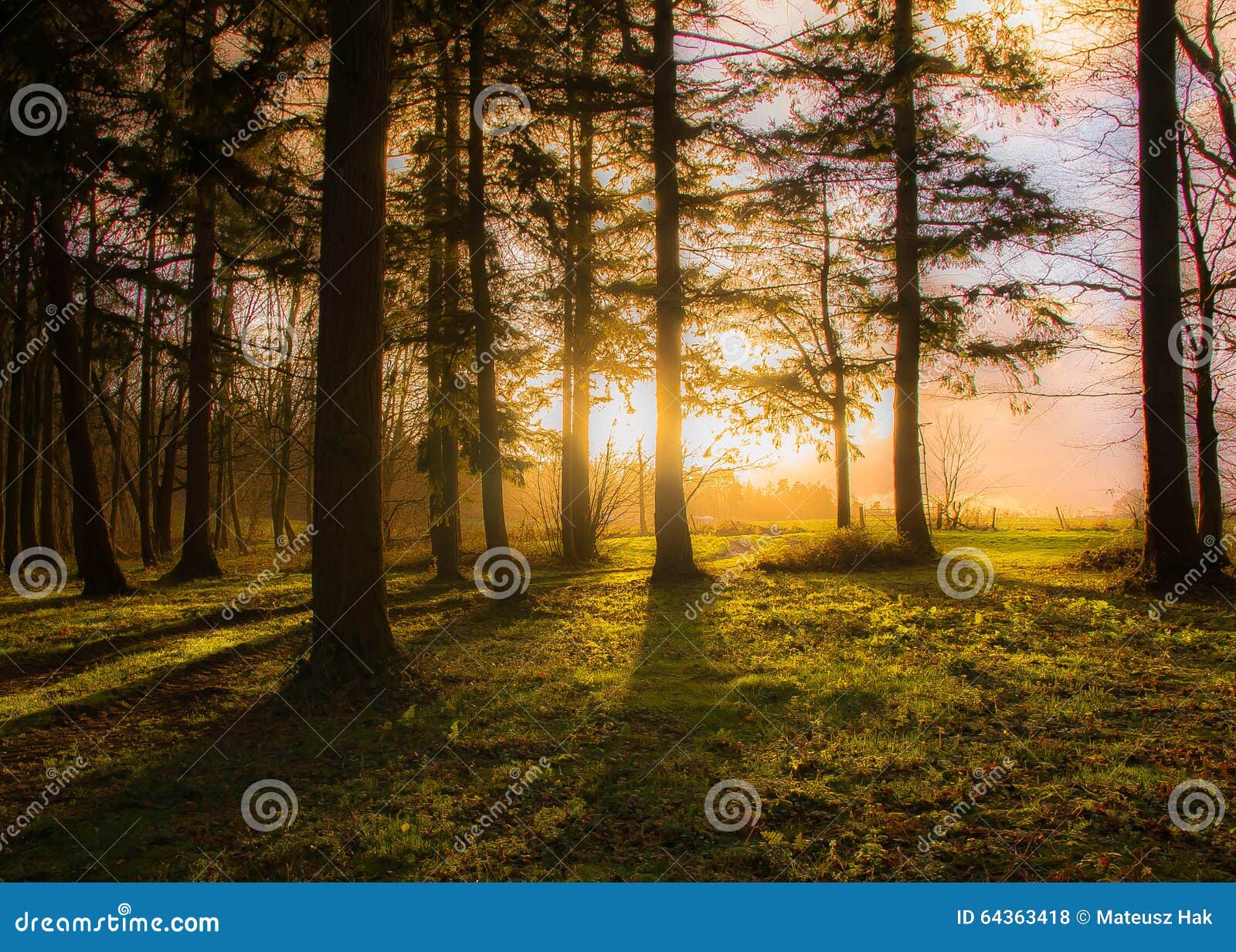 Sunset in the forest stock photo. Image of woods, natural - 64363418