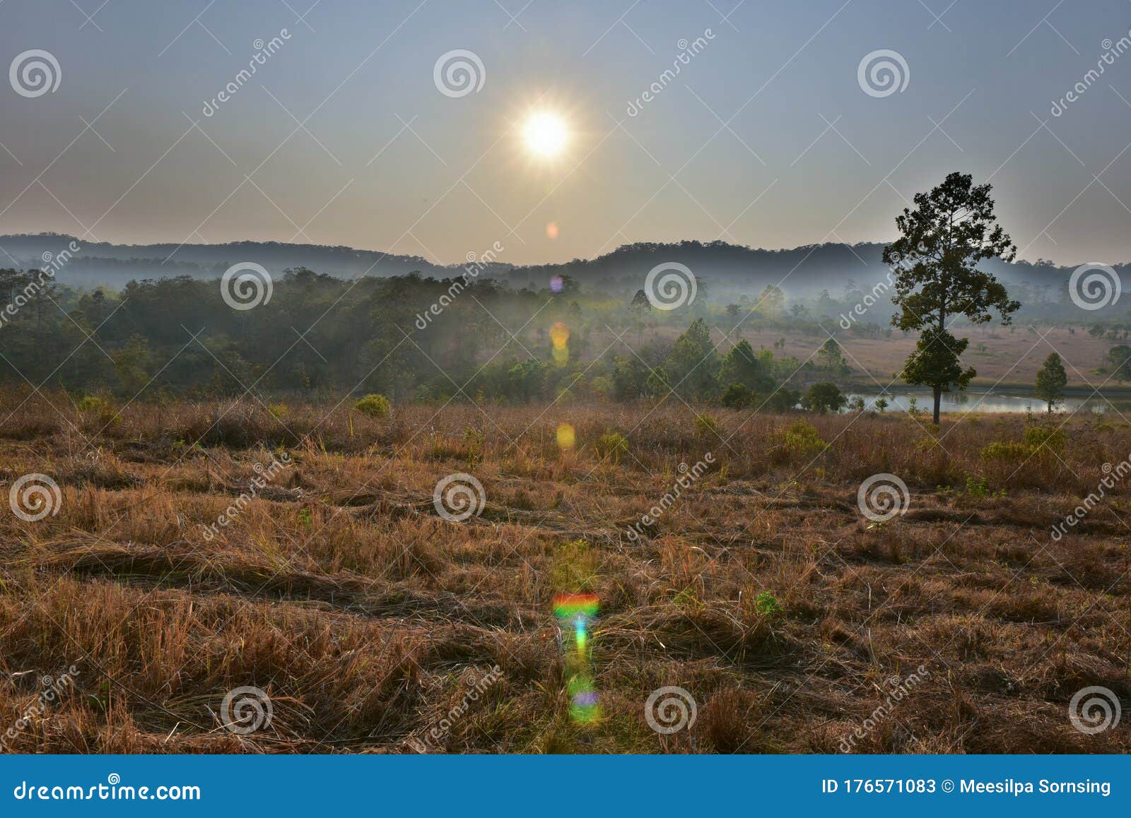 Sunset in Forest Landscape with Natural Green Tree. Forest. Beautiful ...