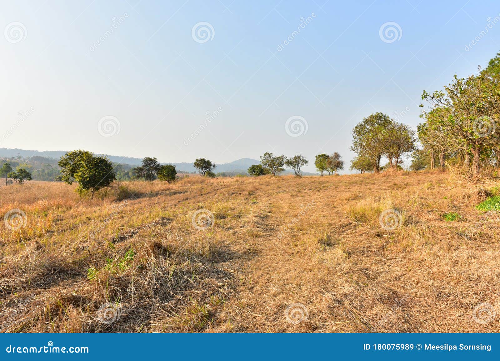 Forest Landscape with Natural Green Tree. Forest Stock Image - Image of ...