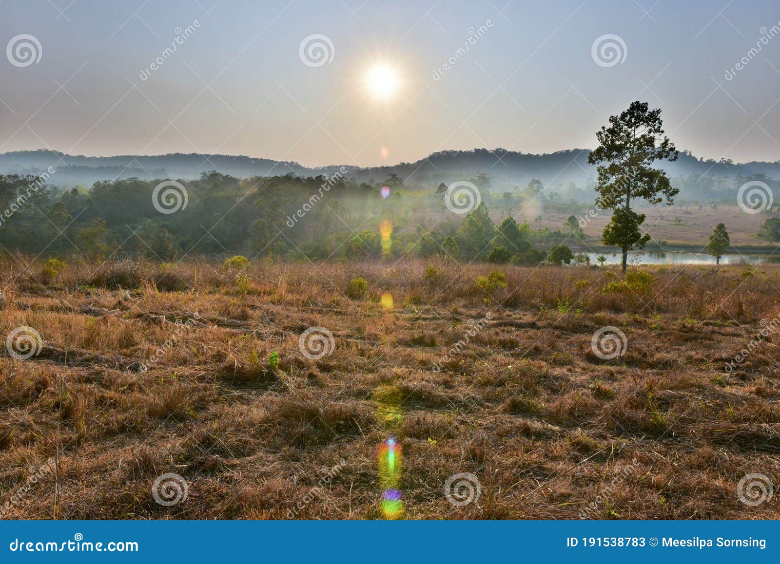 Sunset in Forest Landscape with Natural Green Tree. Forest Stock Image ...
