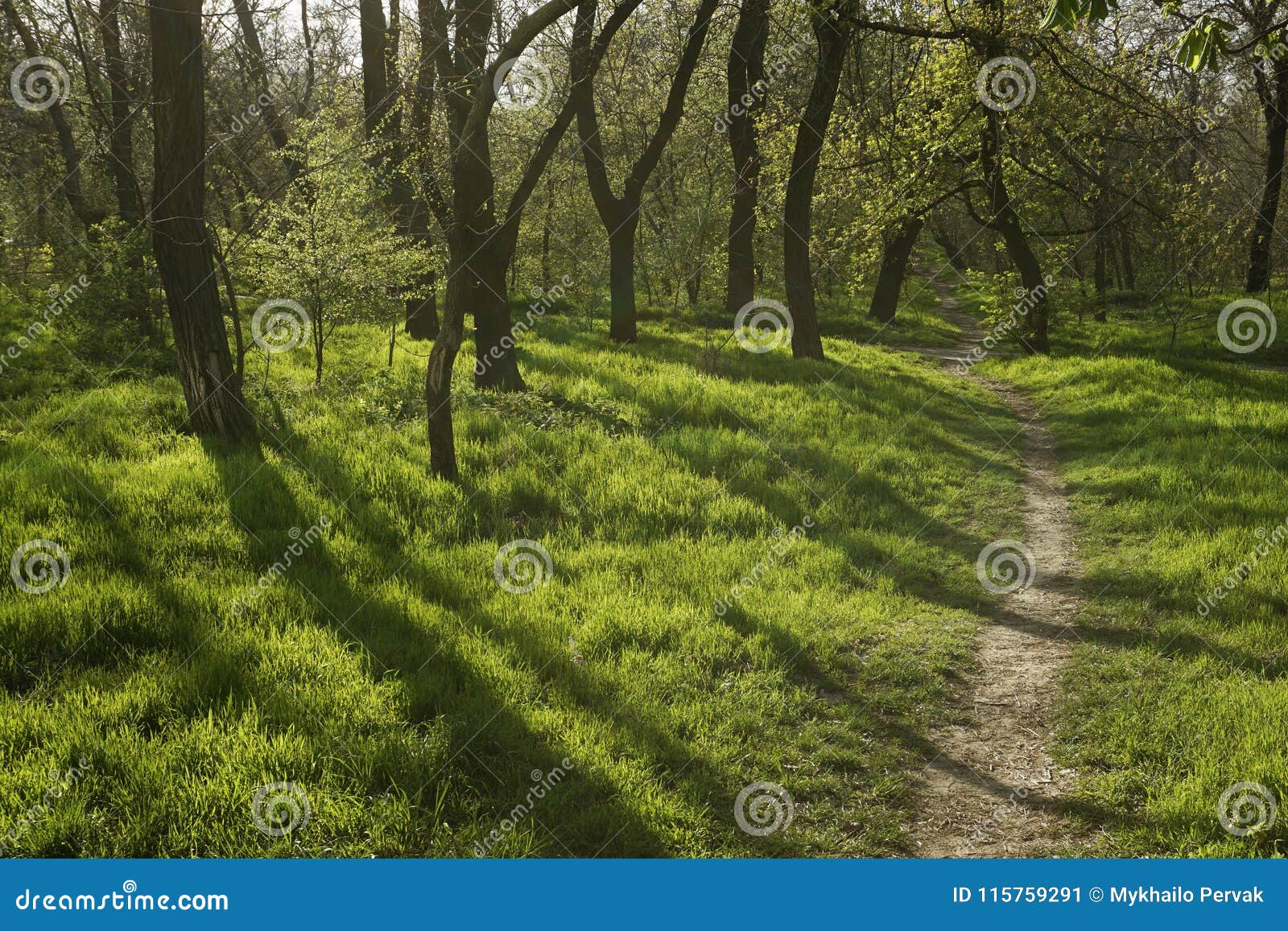 Sunset in the Forest with Long Tree Shadows and Green Grass Stock Image ...