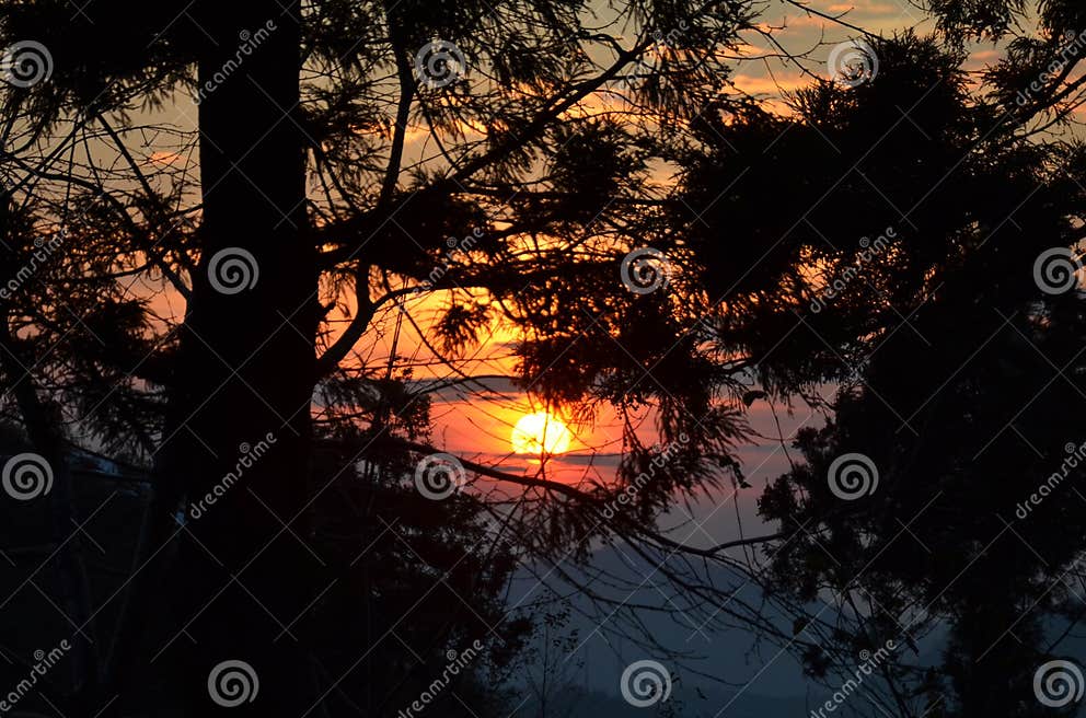 Sunset in the forest stock photo. Image of sunset, outline - 63566440