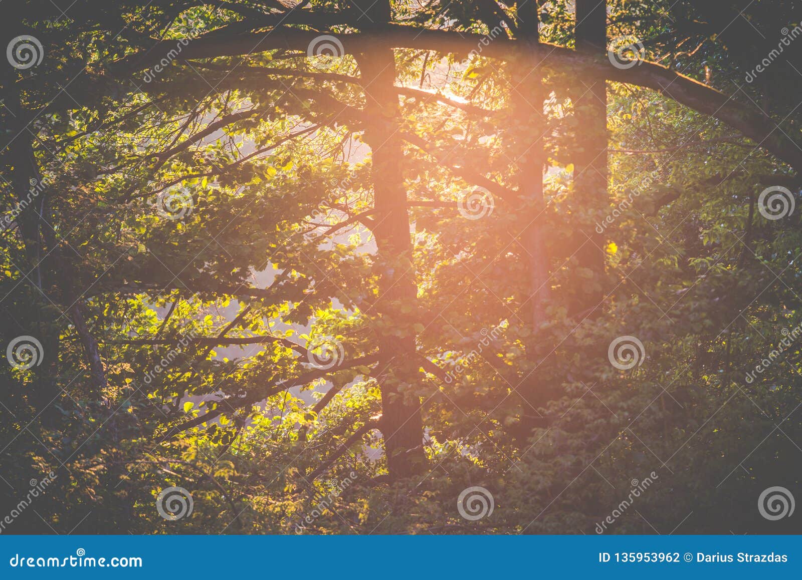 Sunset in Forest, Orange Light through Trees Stock Photo - Image of ...