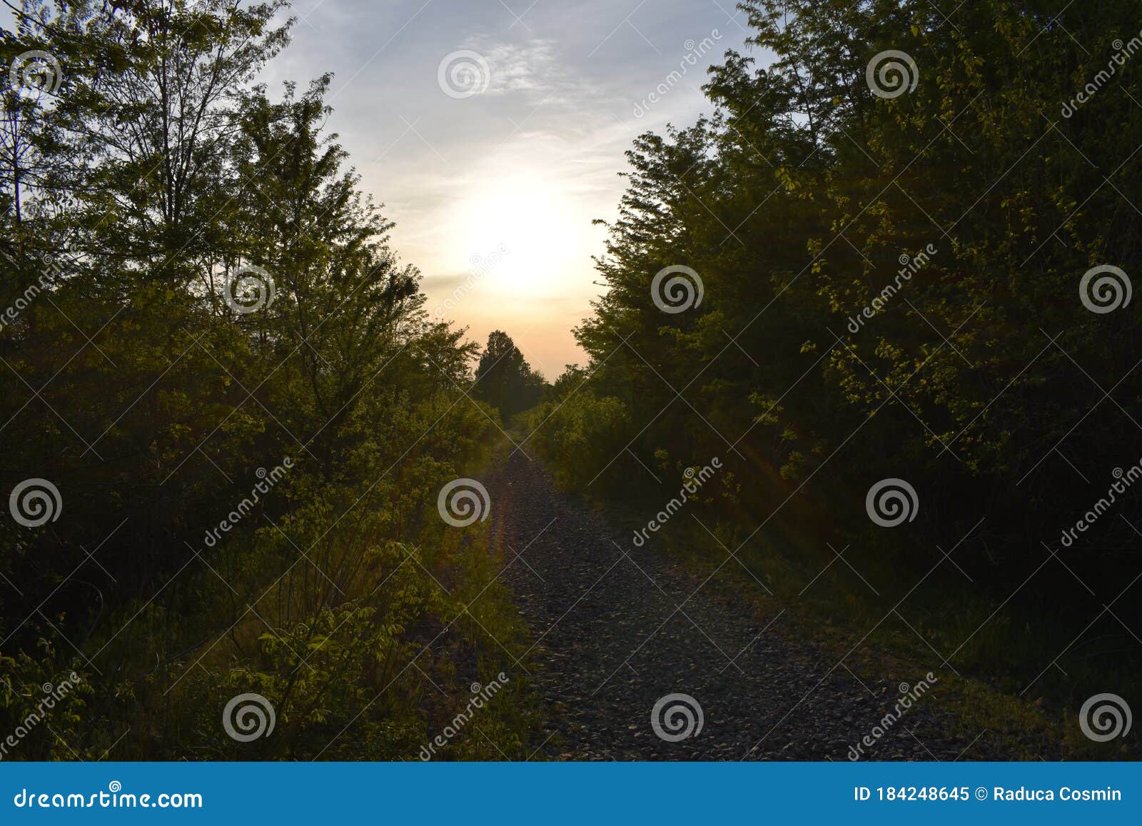 Sunset and forest path stock image. Image of andnforest - 184248645