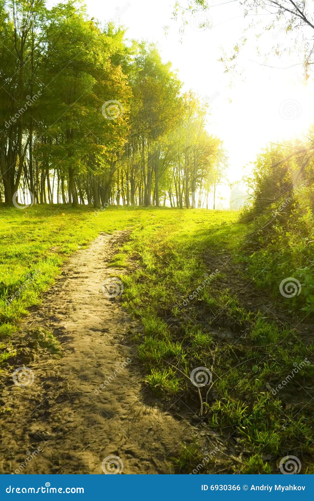 Sunset forest path stock photo. Image of boreal, pine - 6930366
