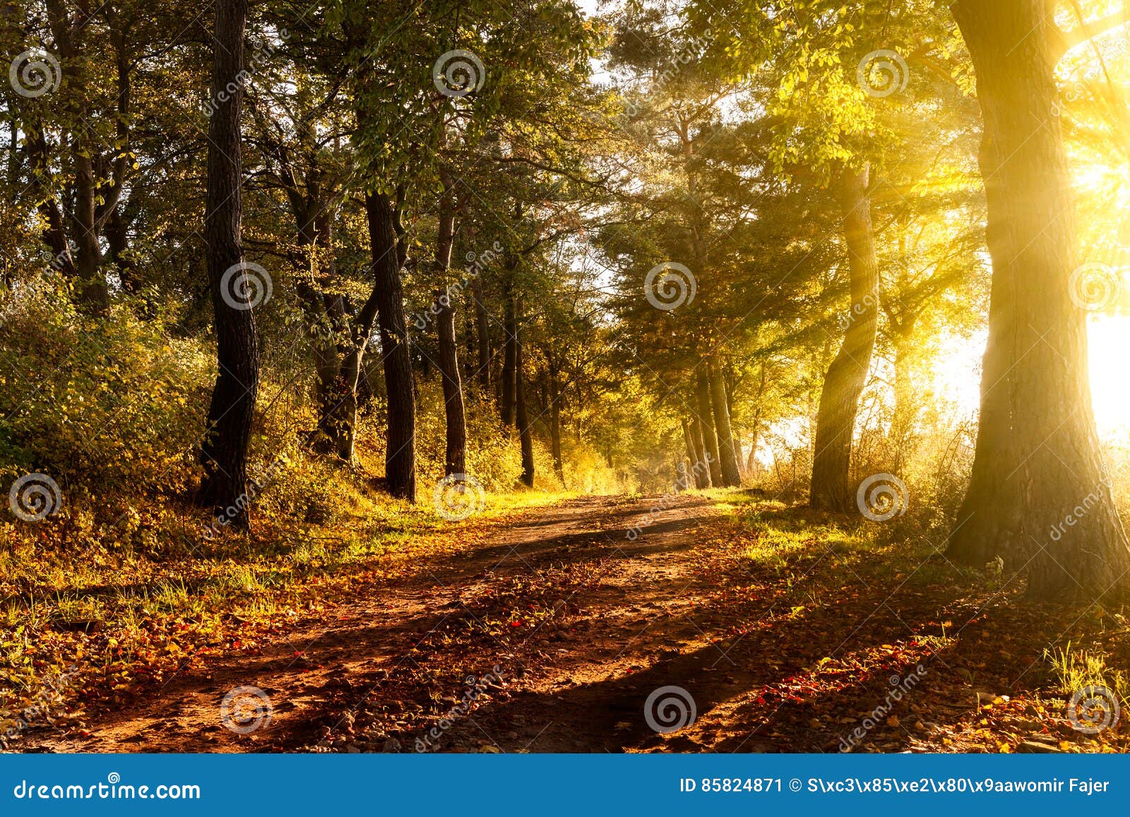 Sunset on a Forest Path in Autumn Stock Image - Image of travel, europe ...