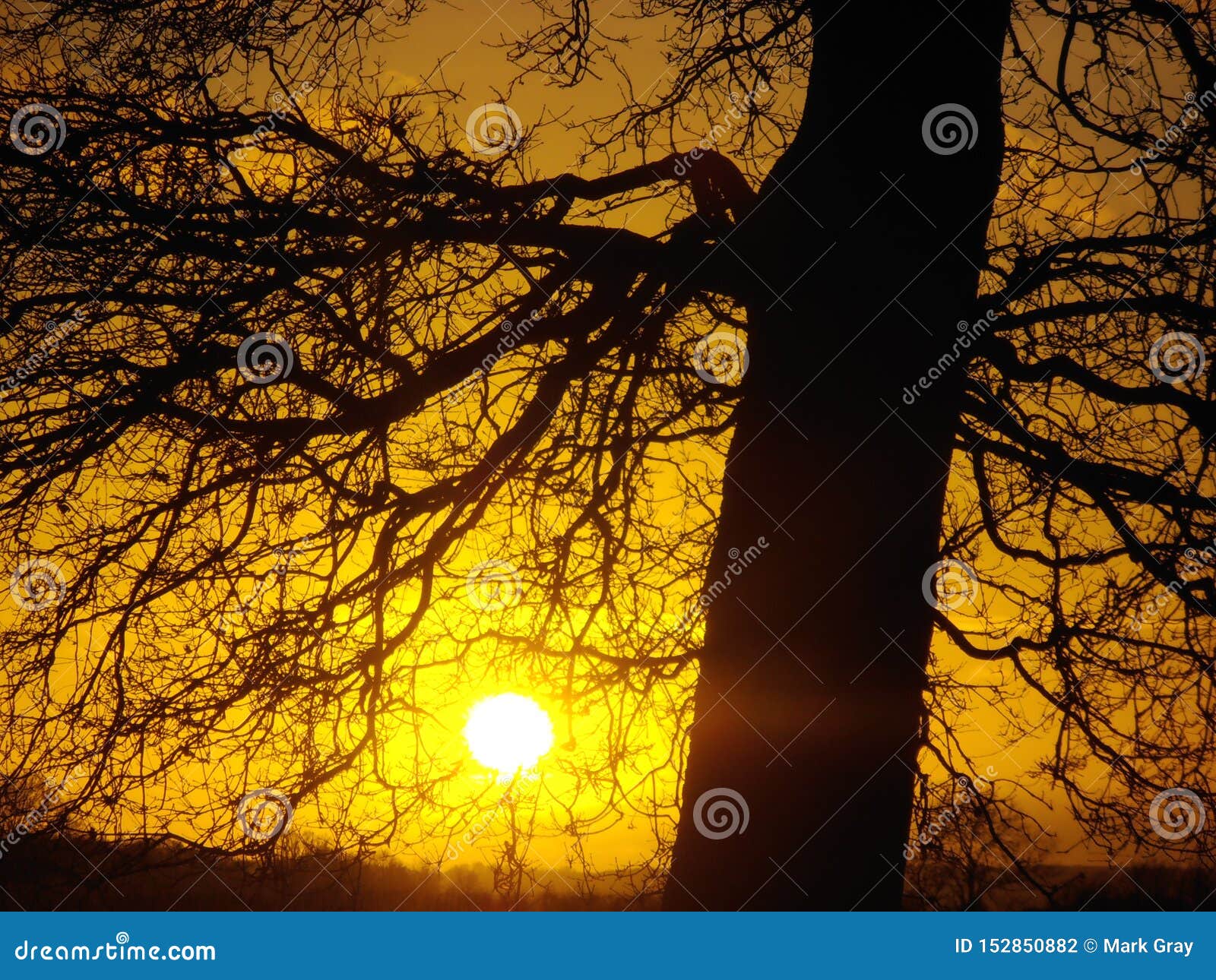 Sleeping Forest stock photo. Image of branches, forest - 152850882