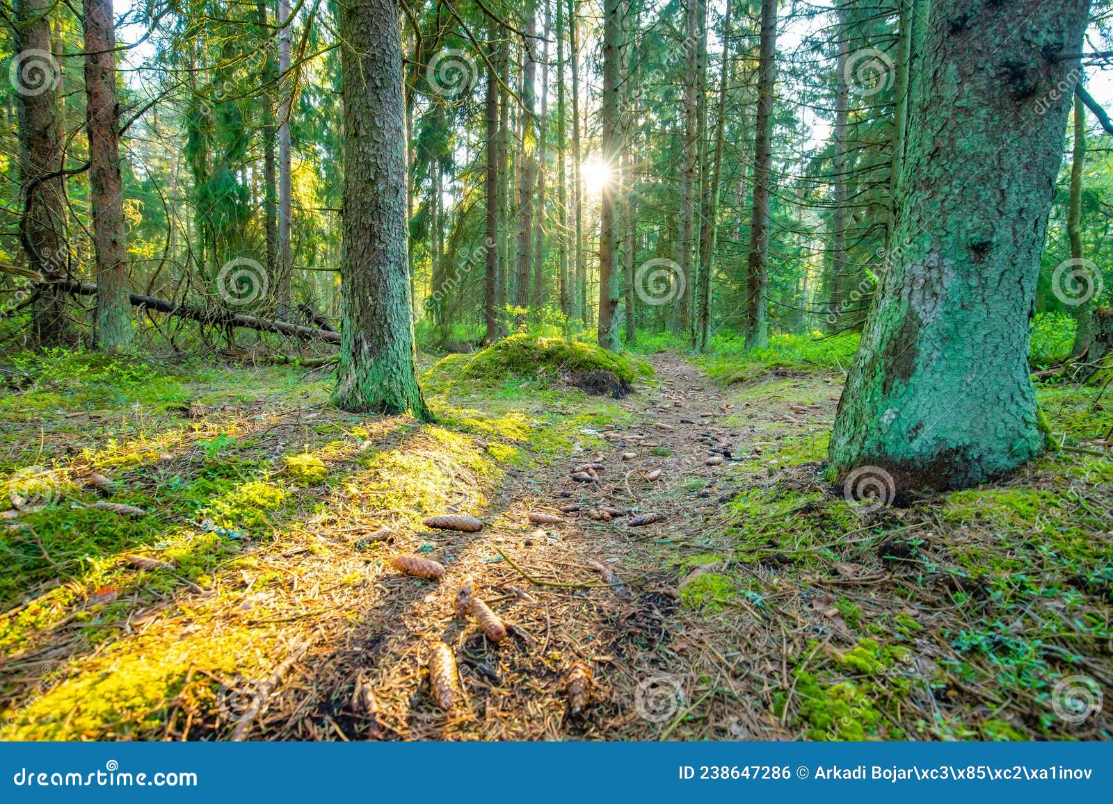 Sunset in a Forest, Soft Evening Sunlight Stock Photo - Image of moss ...