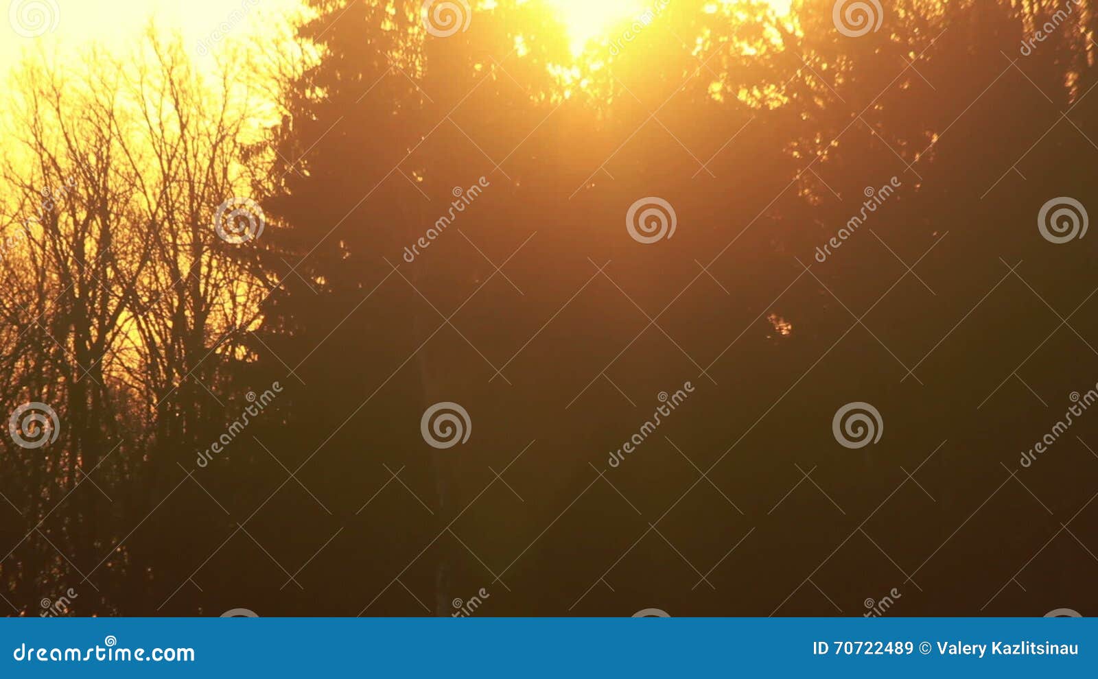 Sunset at Forest. Sun Rays Shine through Forest Stock Video - Video of ...