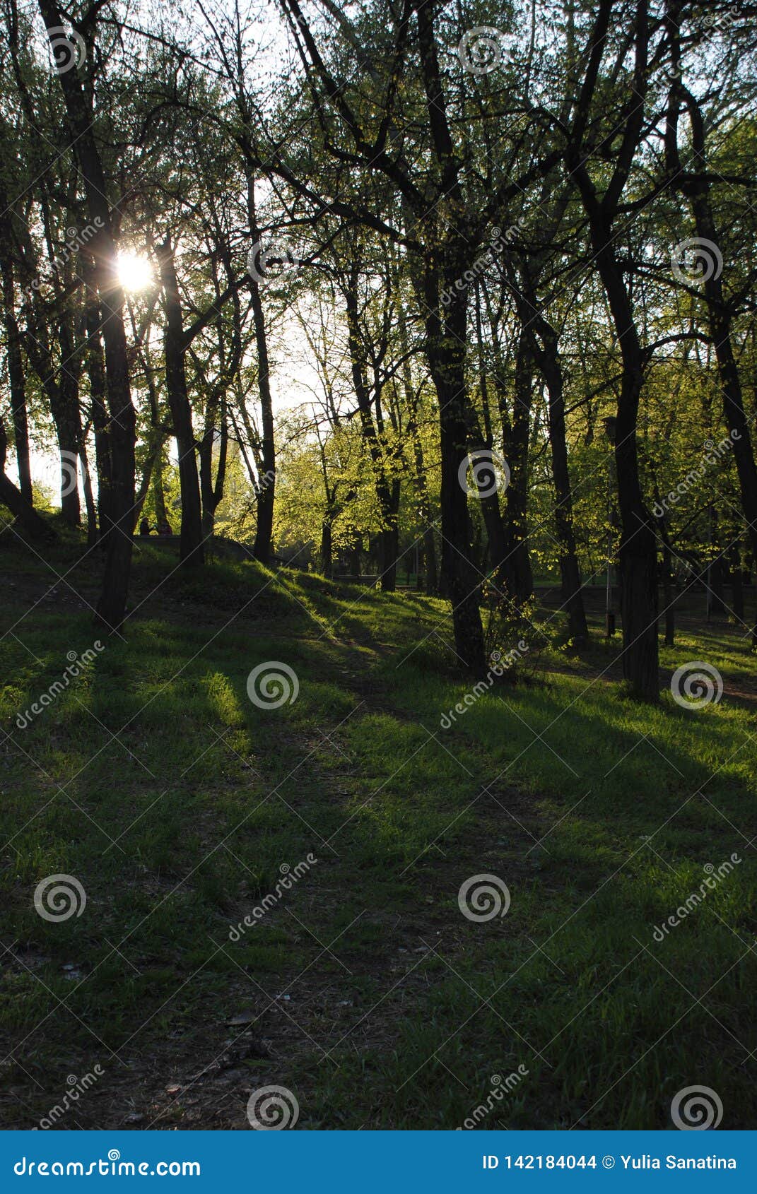 Sunset in the Forest, the Sunlight Goes through the Tree`s Trunks Stock ...