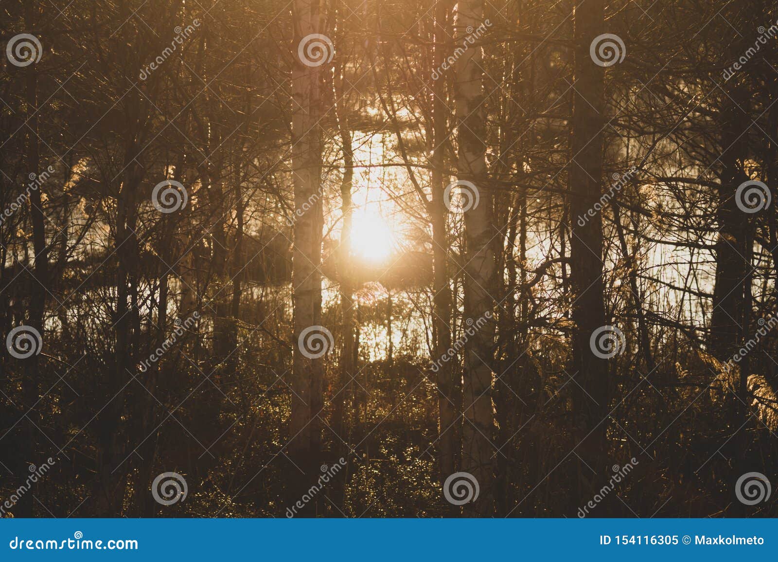 Sunset in the Forest. Sunlight Shines through the Trees Stock Image ...