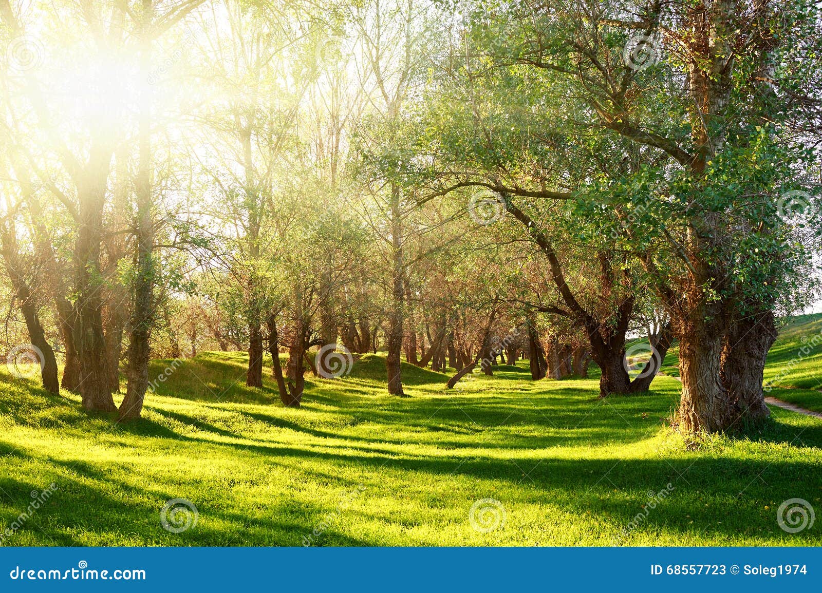 Sunset in Forest, Sunlight with Tree Shadows on Glade Stock Image ...