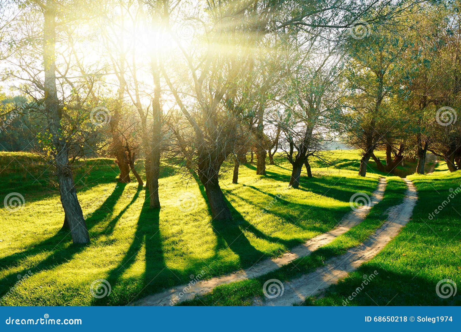 Sunset in Forest, Sunlight with Tree Shadows on Glade. Ground Road ...