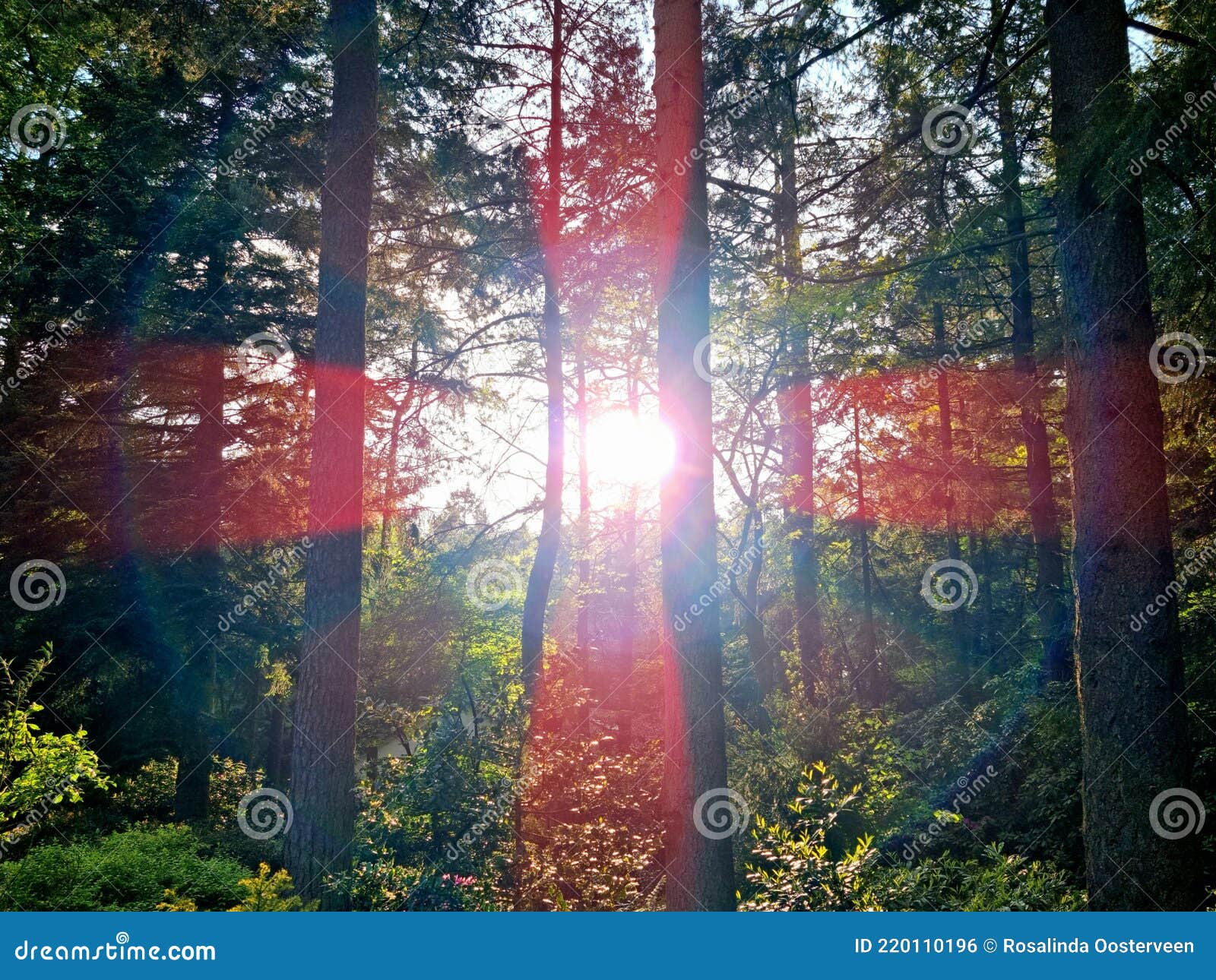 Sunset in the forest stock photo. Image of trees, naturephotography ...