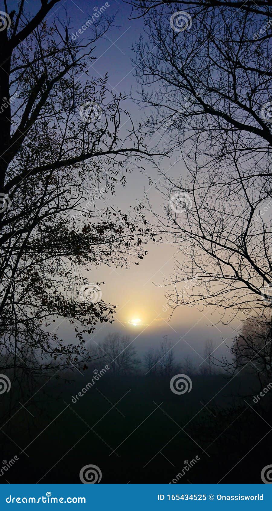 Sunset Forest Tree Branches Eve Ing Stock Image - Image of tree, forest ...