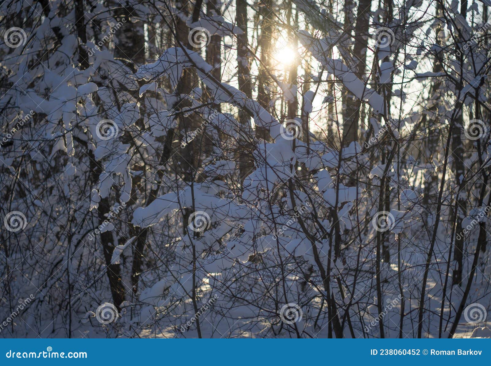 Sunset in the Forest between Trees in Winter. Woodland in January Stock ...