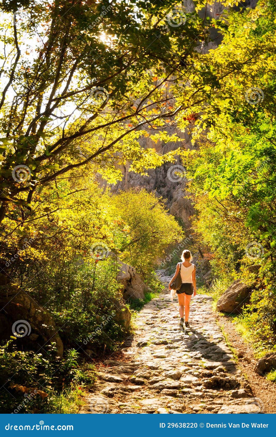 Sunset forest walk stock photo. Image of active, park - 29638220