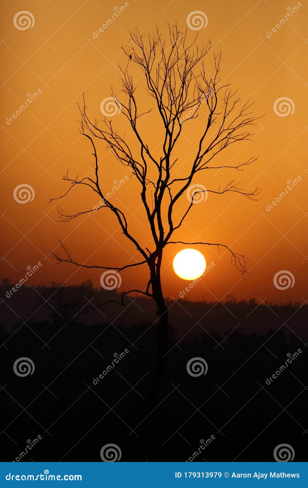 Sunset Frame through the Tree Branches Stock Image - Image of framed ...