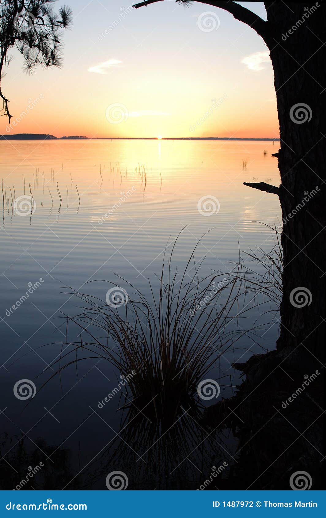 Sunset Frames with Pine Trees Stock Photo - Image of south, sunset: 1487972
