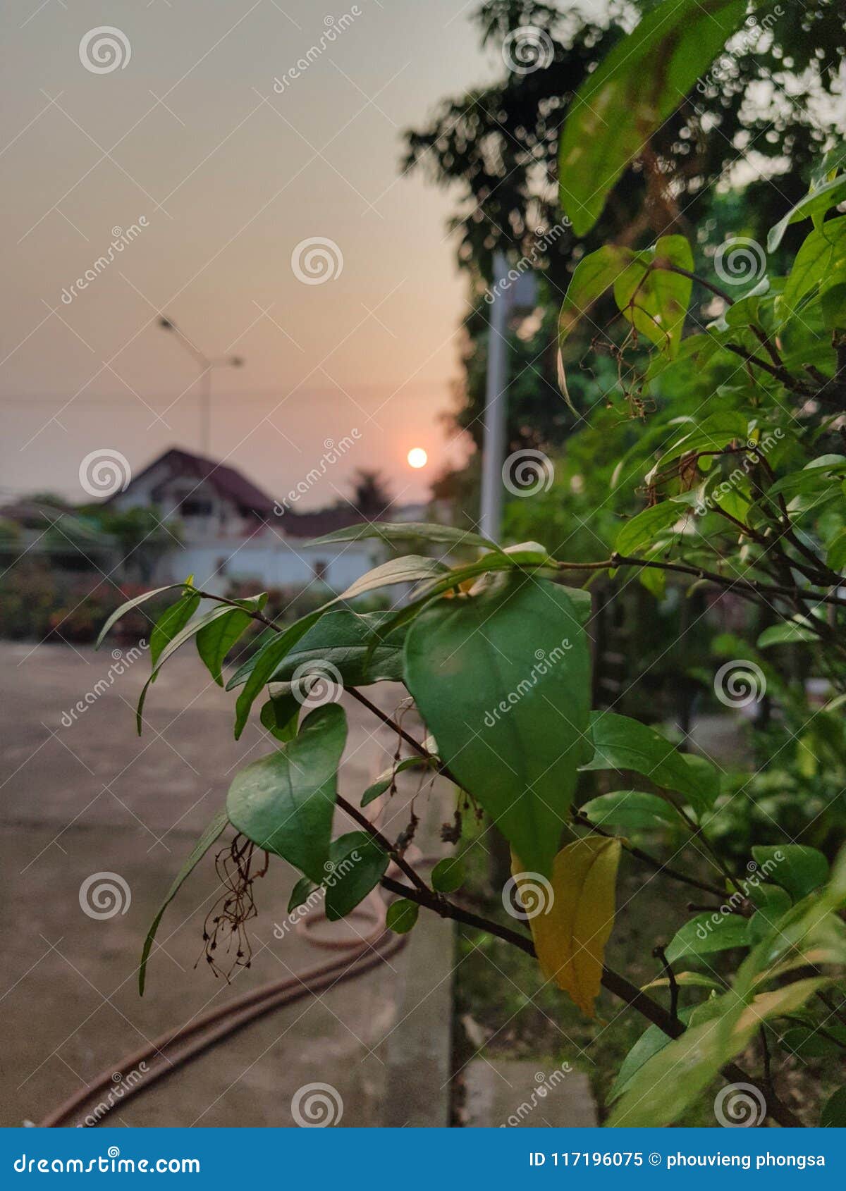 Sunset at the front yard stock image. Image of yard - 117196075