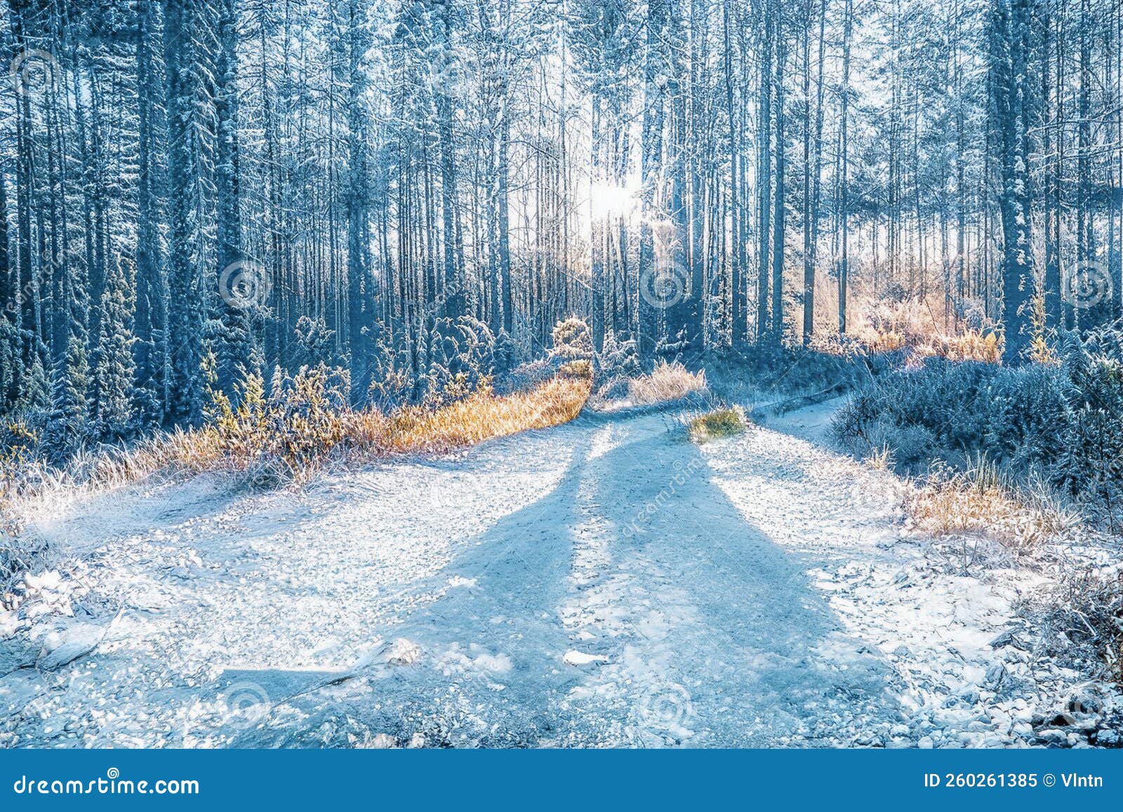 Sunset in Frozen Snowy Forest Stock Image - Image of morning, beautiful ...