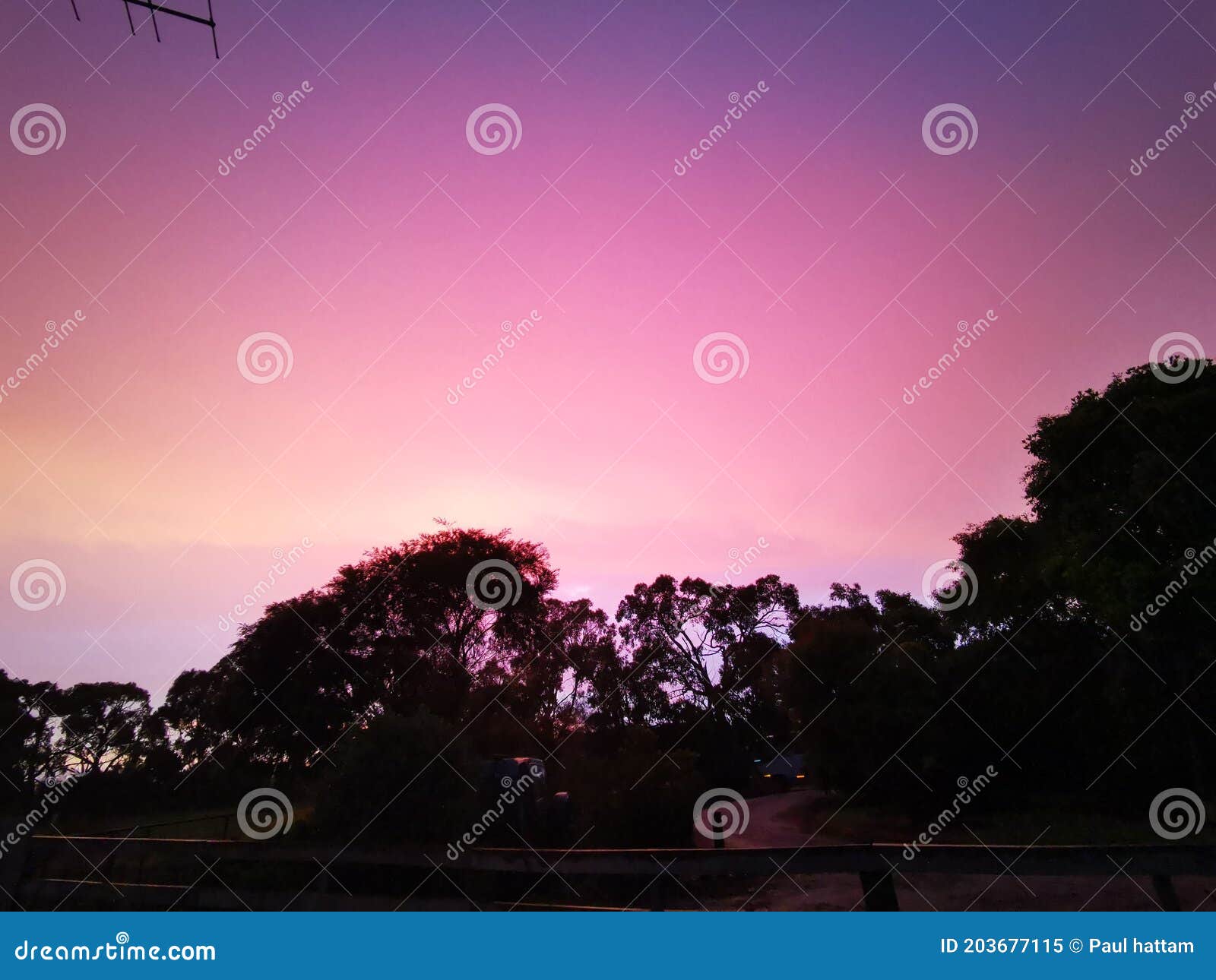 Sunset glow over tree tops stock image. Image of plant - 203677115