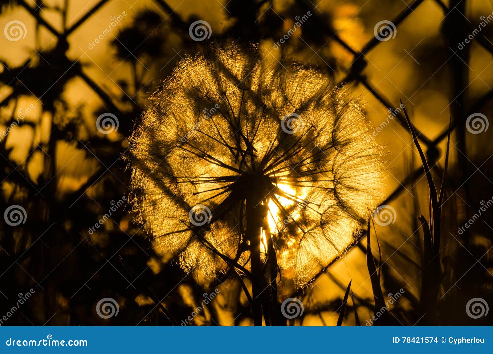 Sunset Glowing through a Dandelion Stock Photo - Image of burst, canada ...
