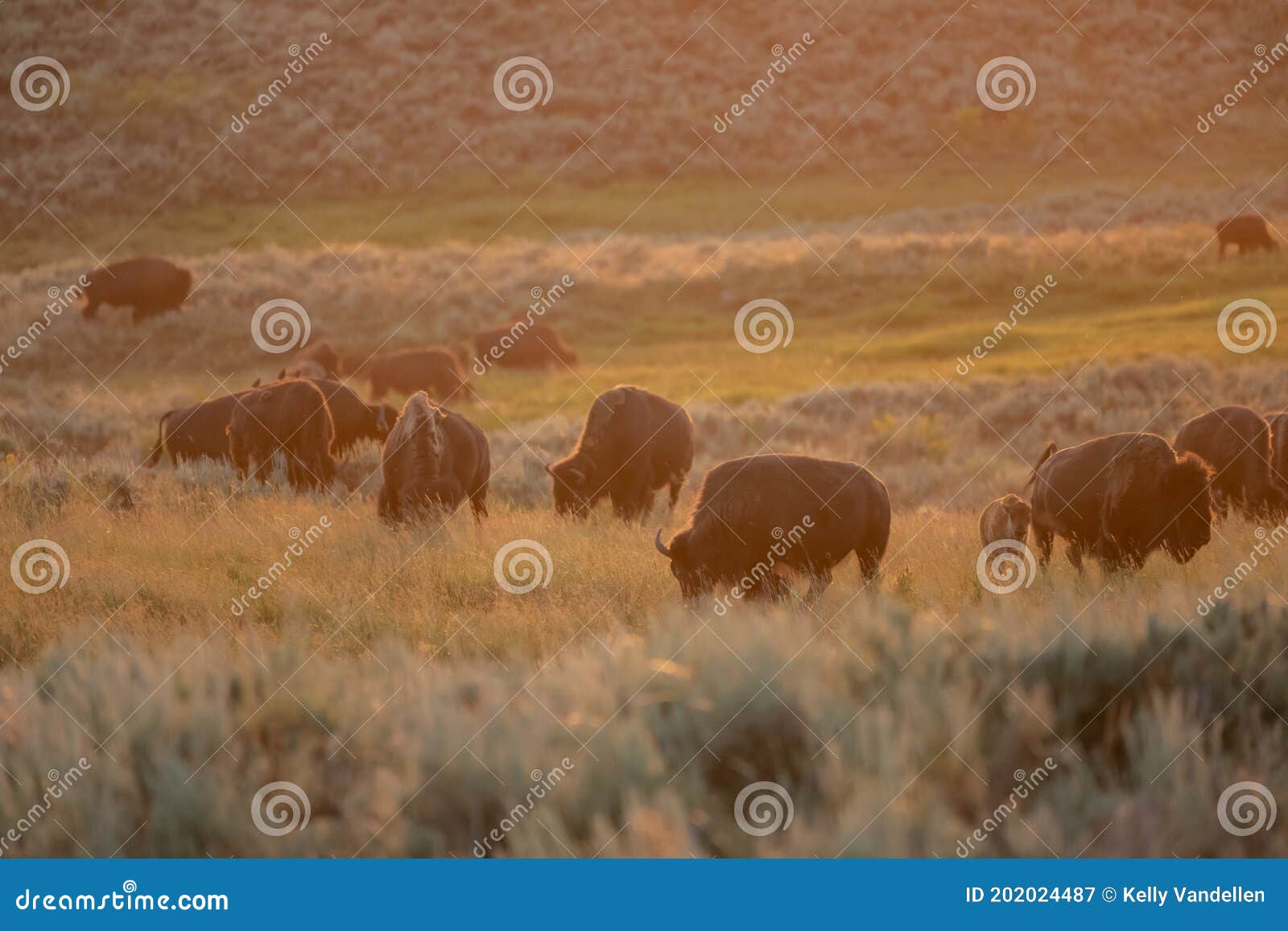 Sunset Glows Over Herd of Bison in Lamar Valley Stock Image - Image of ...