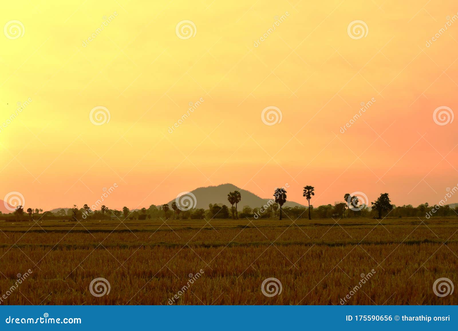 Sunset with Golden Yellow Sky Stock Photo - Image of sunset, hill ...