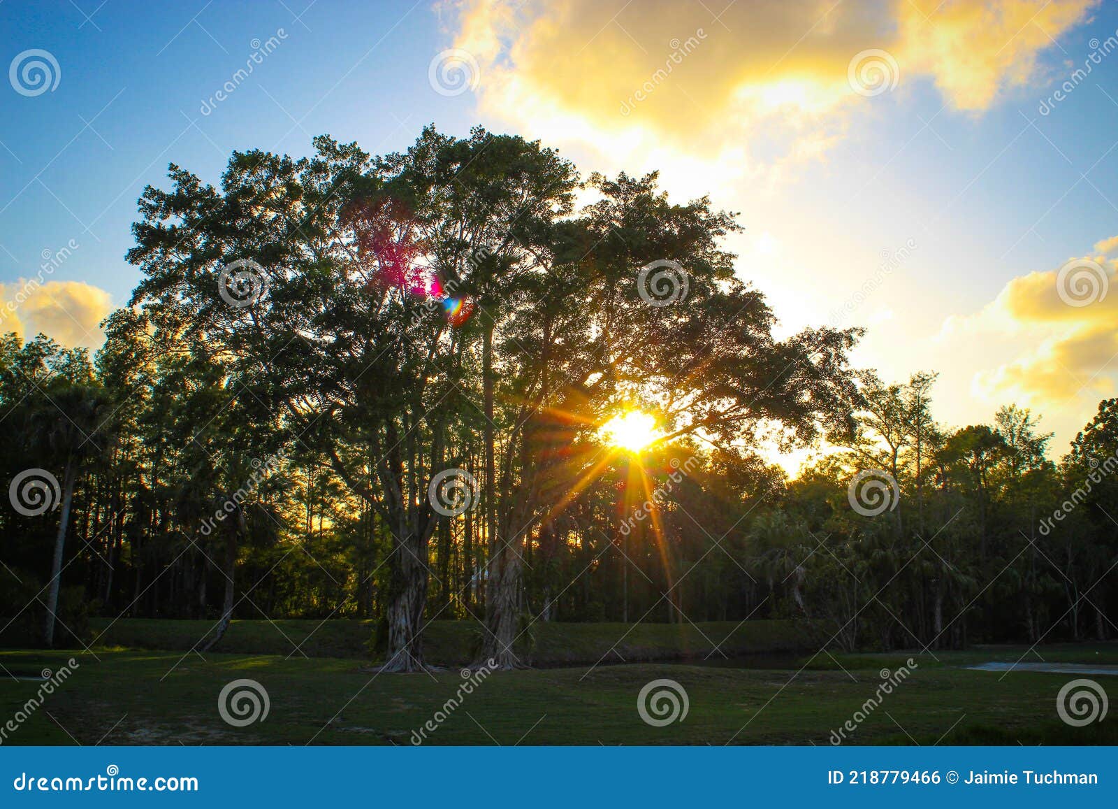 Sunset on the Golf Course and a Banyan Tree Stock Photo - Image of ...