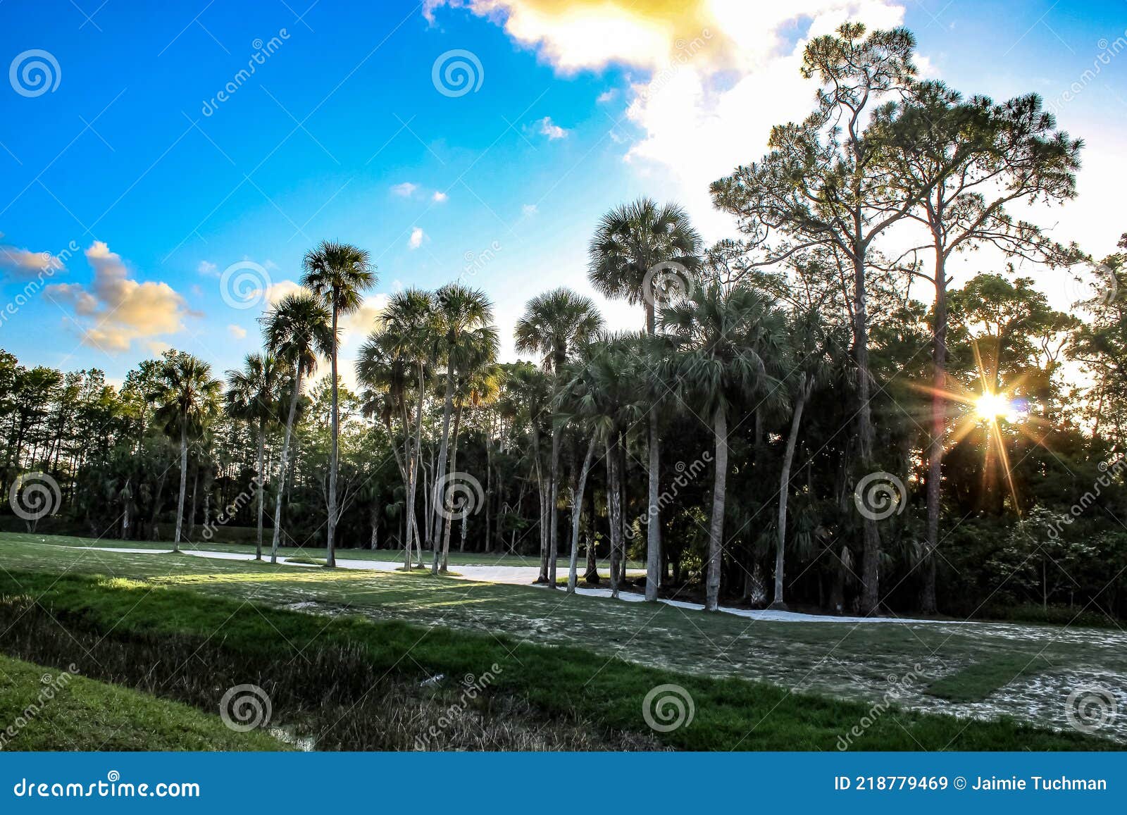 Sunset on the Golf Course and a Banyan Tree Stock Image - Image of ...