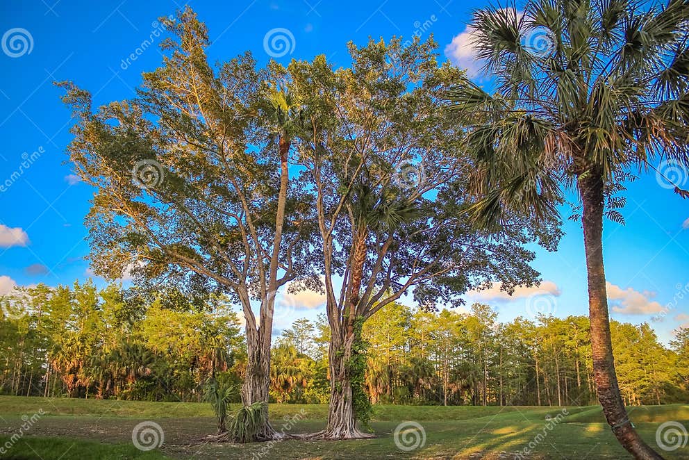 Sunset on the Golf Course and a Banyan Tree Stock Image - Image of ...