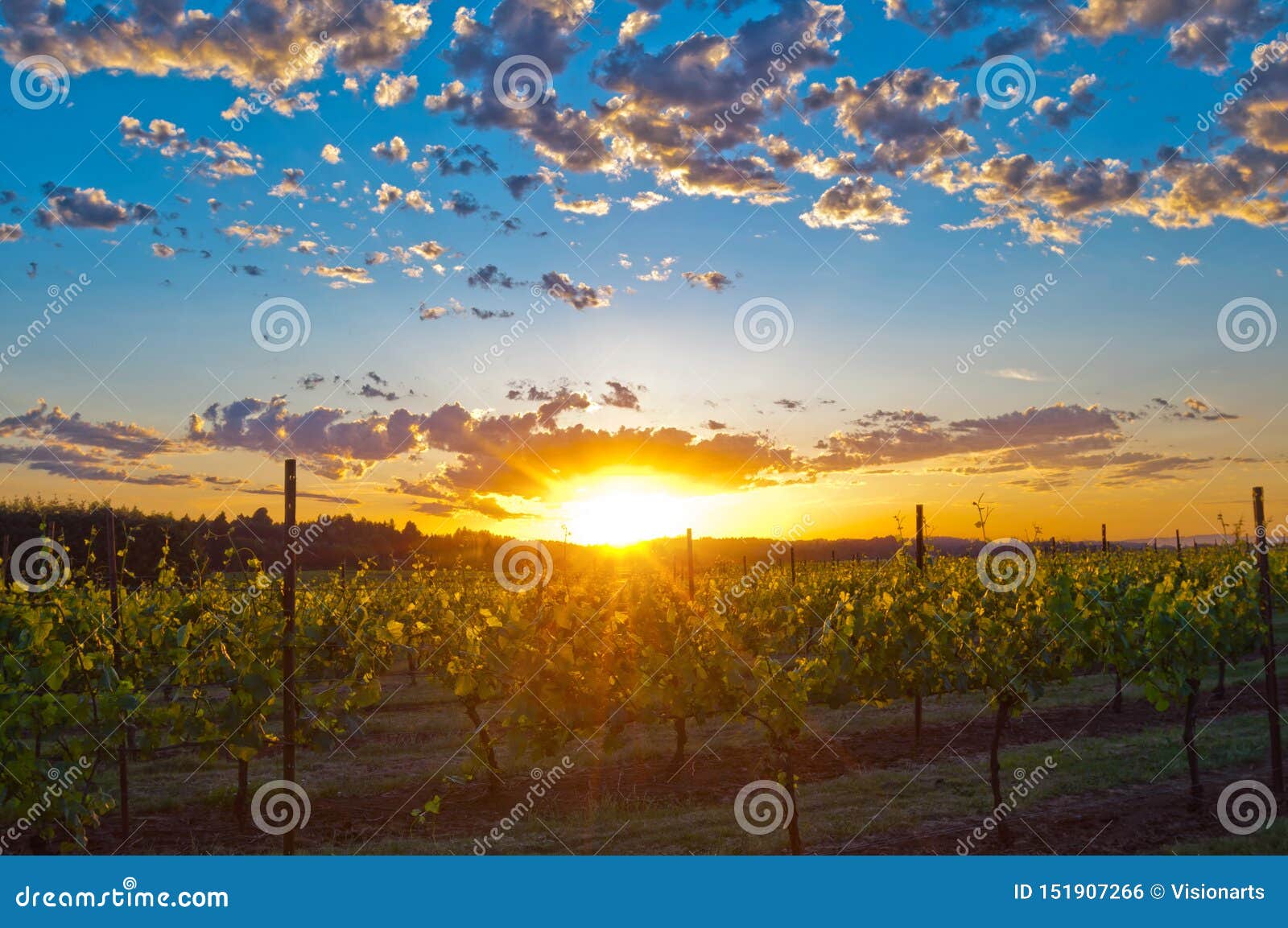 Sunset in Grape Vineyard with Rays of Golden Light Stock Photo - Image ...