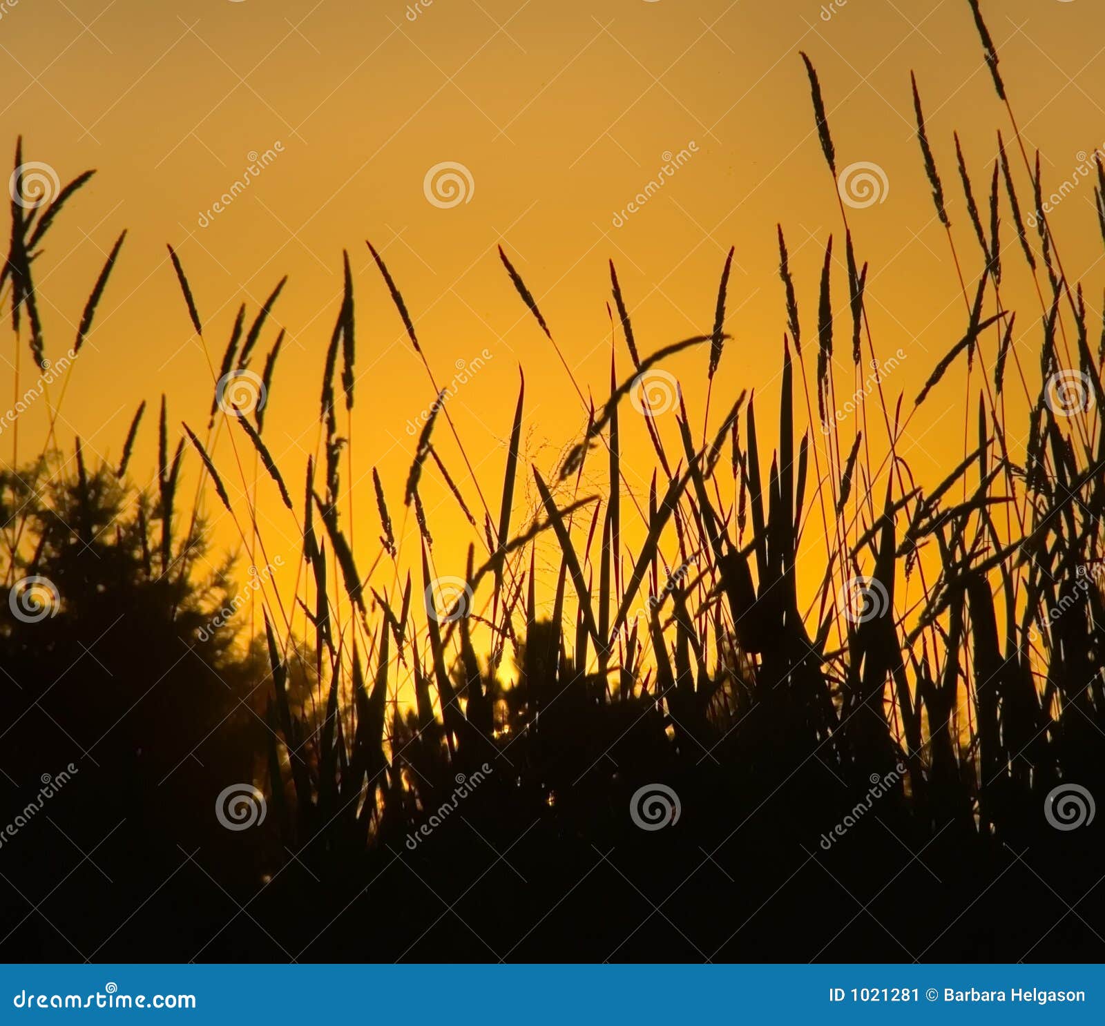 Sunset grass stock image. Image of meadow, meal, agriculture - 1021281