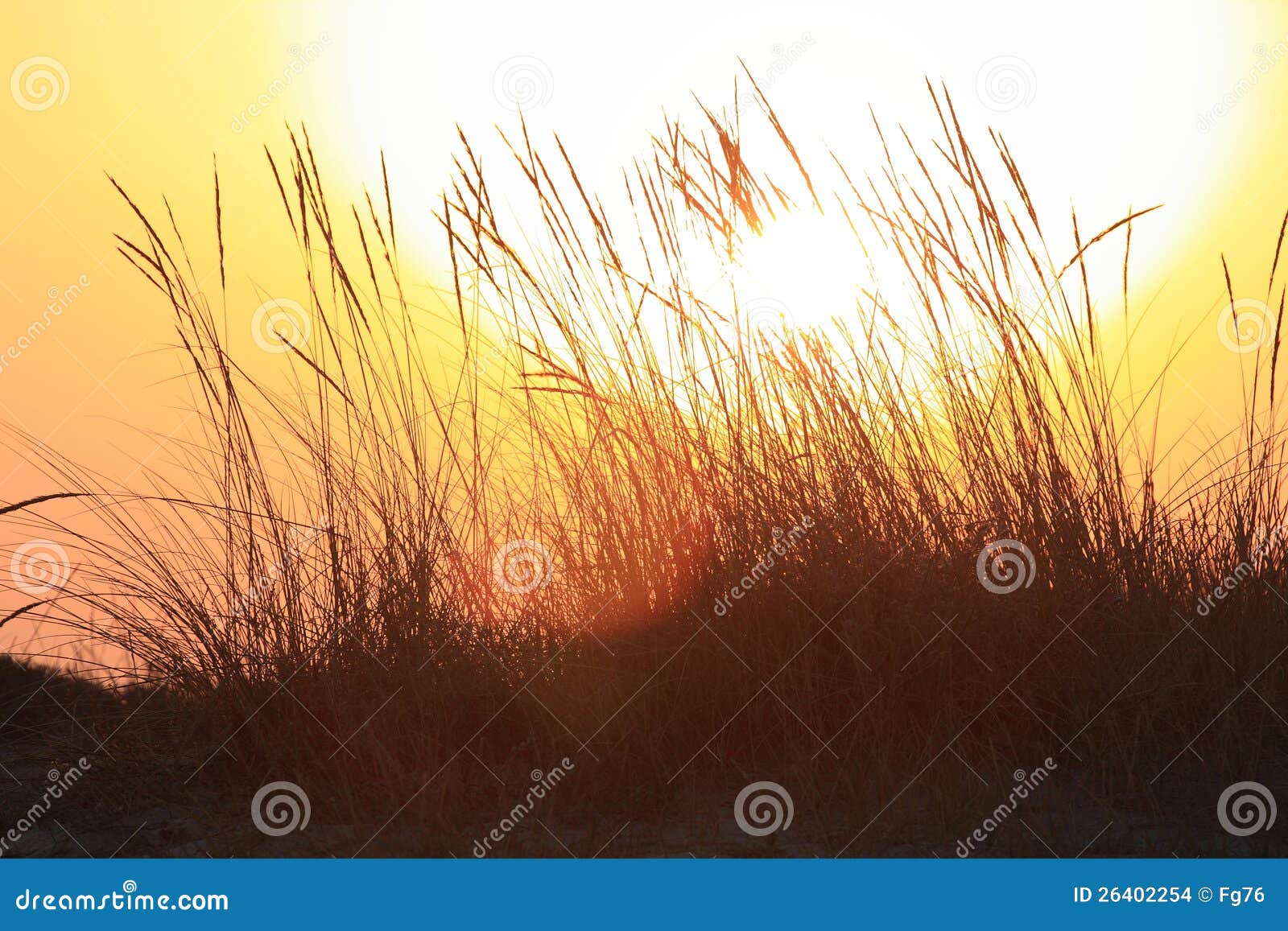Sunset and grass stock photo. Image of grass, beach, paradise - 26402254