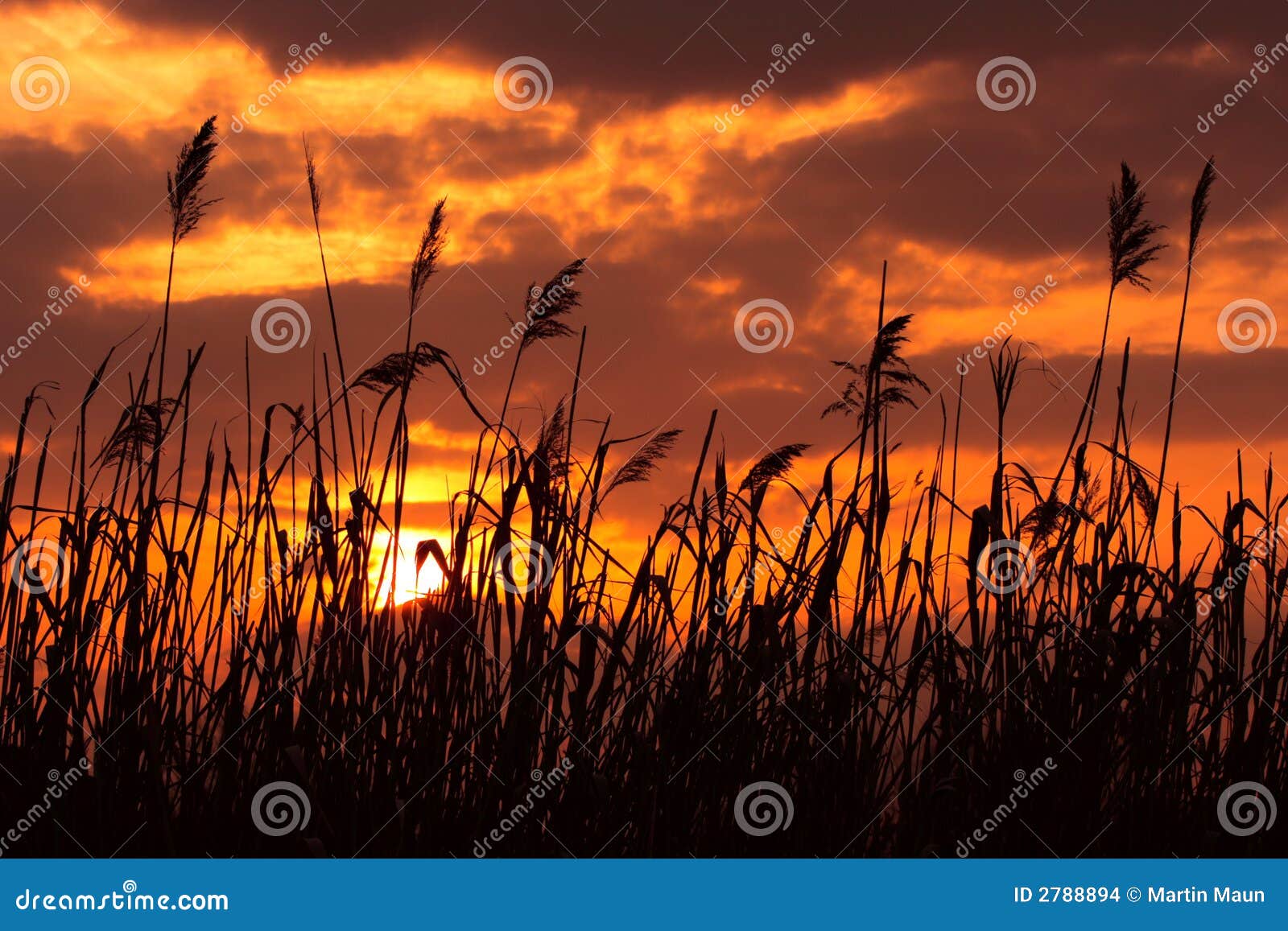 Sunset in the Grass stock photo. Image of dusk, clouds - 2788894