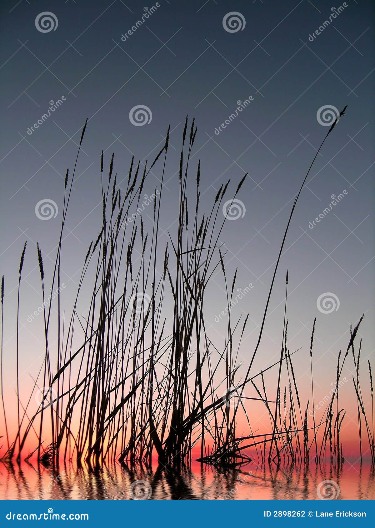 Sunset Grass stock photo. Image of blue, weeds, silhouetted - 2898262